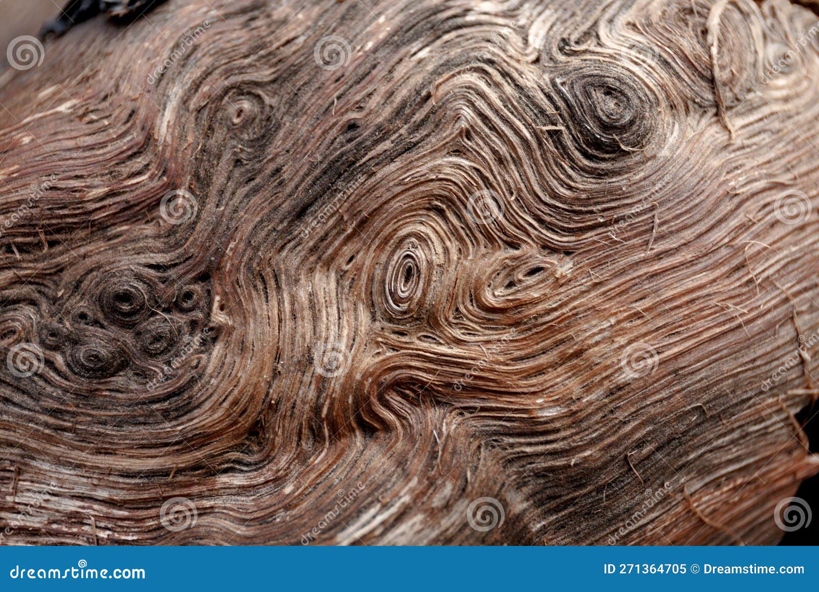 Dry Tree Bark. Natural Pattern on the Tree Trunk. Brown Natural Texture ...