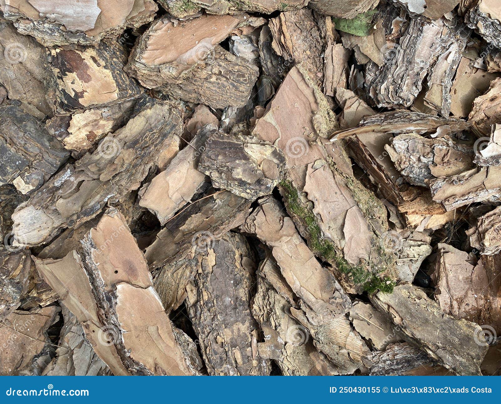 Dry tree bark pieces stock image. Image of tree, article - 250430155