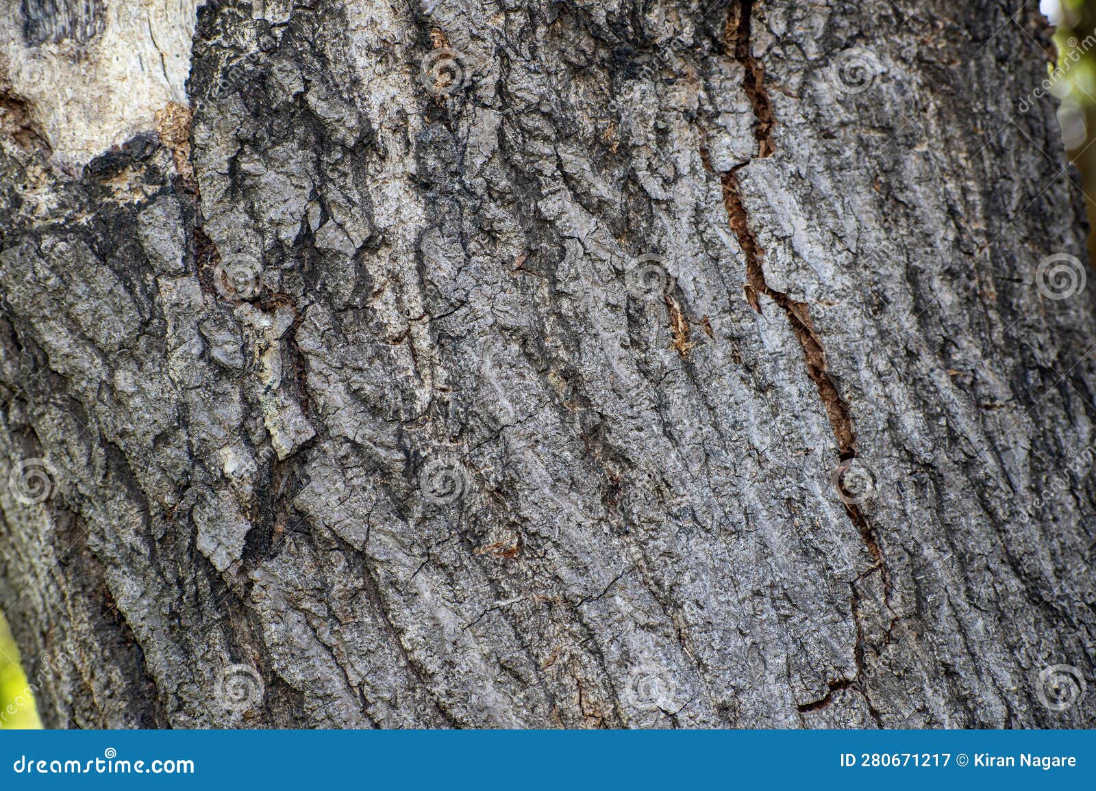 Dry Tree Bark Texture Background, Bark Texture Background Stock Image ...