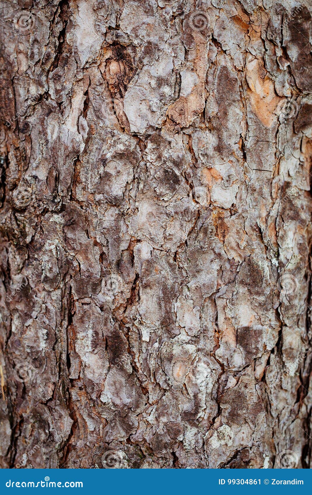 Dry Tree Bark Texture Background Stock Image - Image of wooden, pattern ...