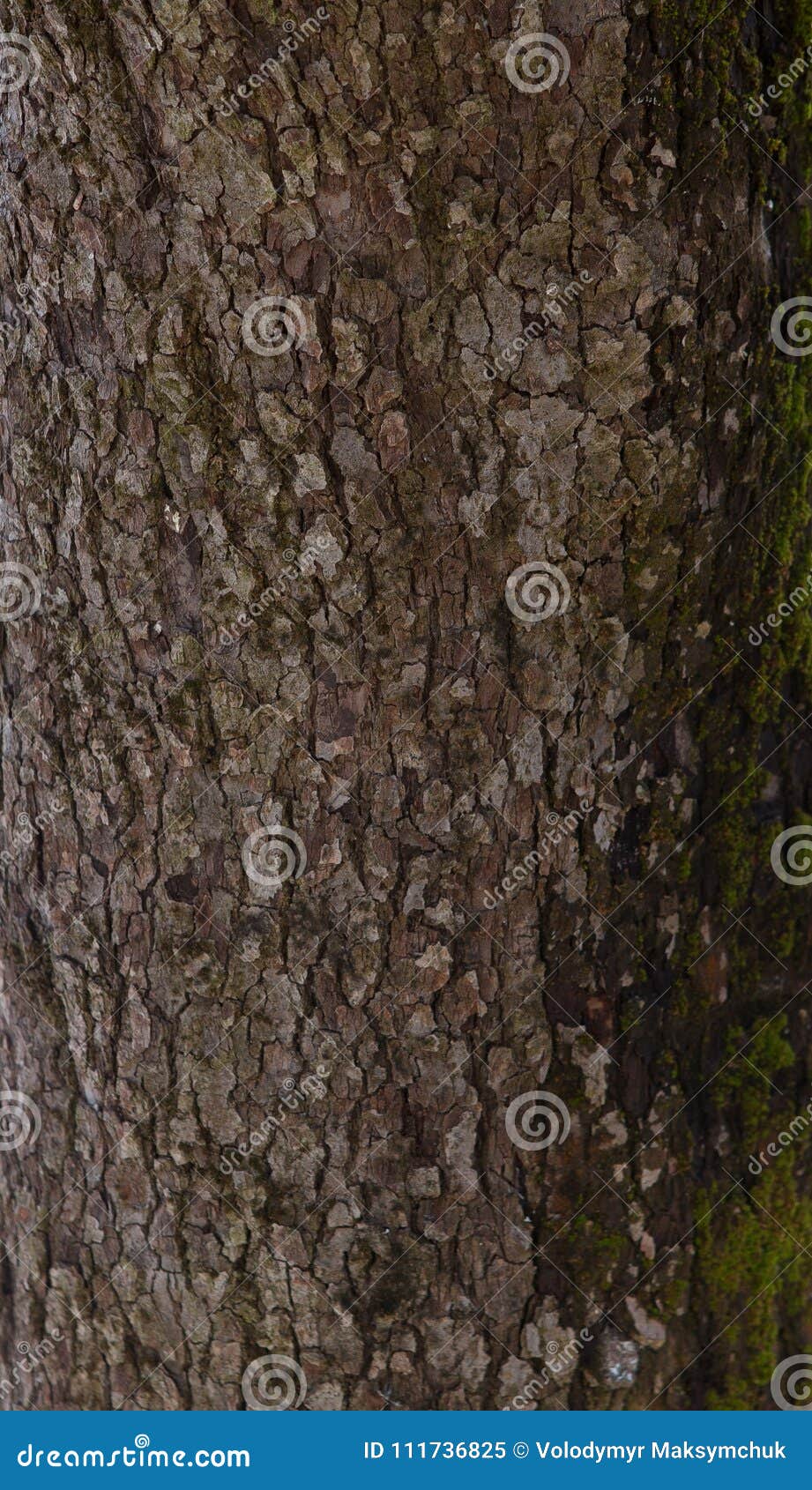 Dry Tree Bark Texture Background Stock Image - Image of timber, wood ...
