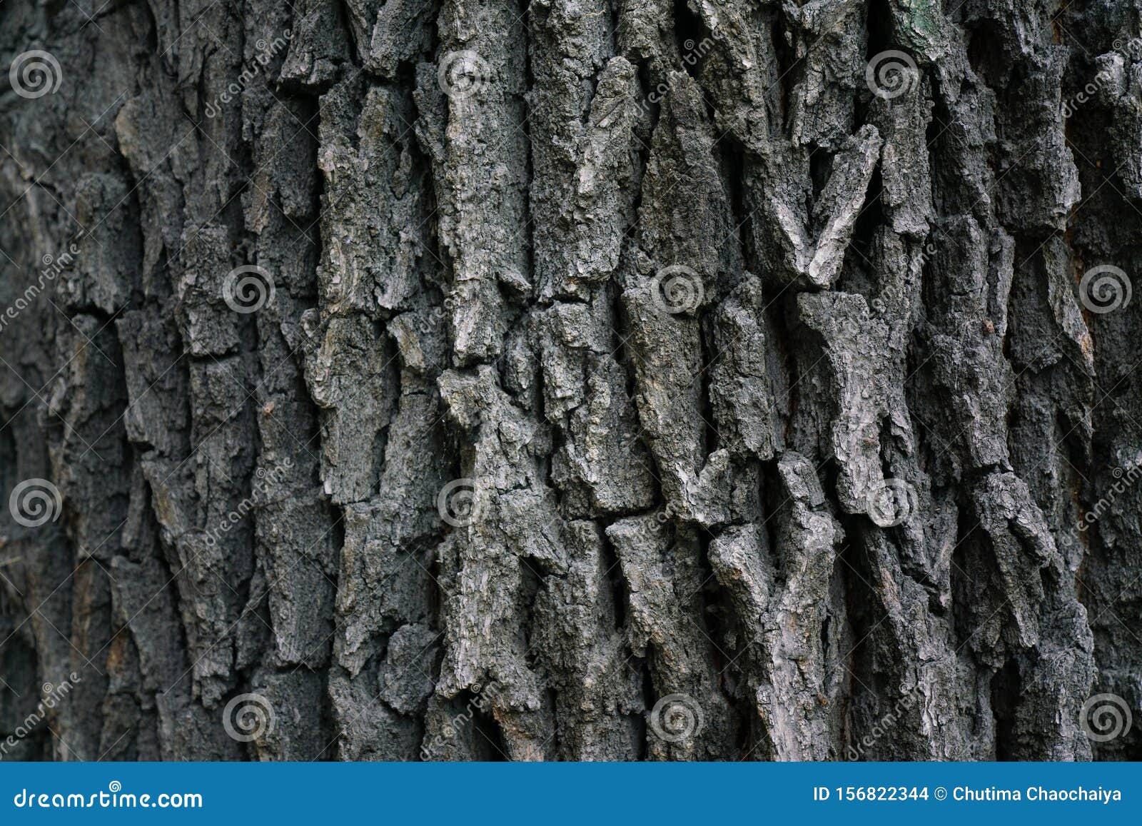 Dry Tree Bark Texture and Background Stock Photo - Image of closeup ...