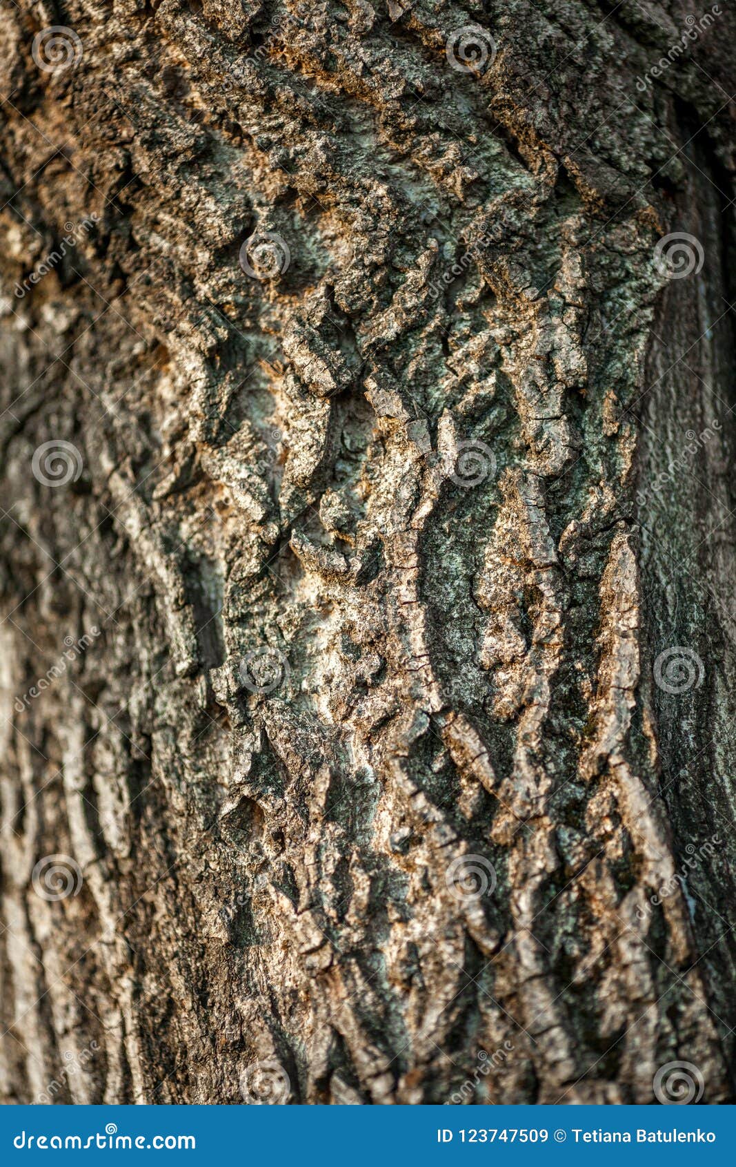Dry Tree Bark Texture Background Stock Image - Image of line, pattern ...