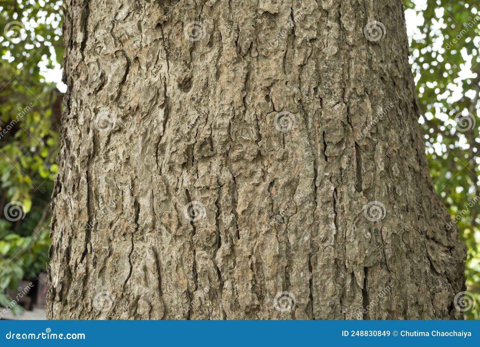 Dry Tree Bark Texture and Background, Nature Concept Stock Image ...