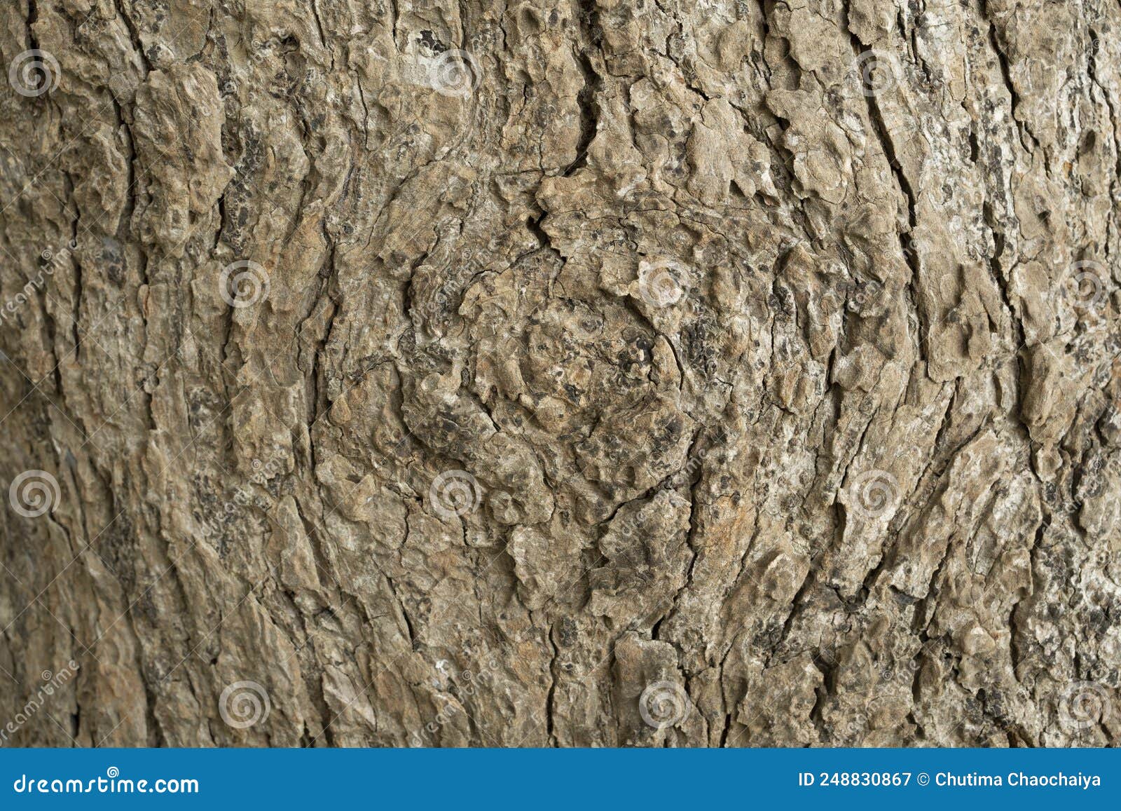 Dry Tree Bark Texture and Background, Nature Concept Stock Image ...