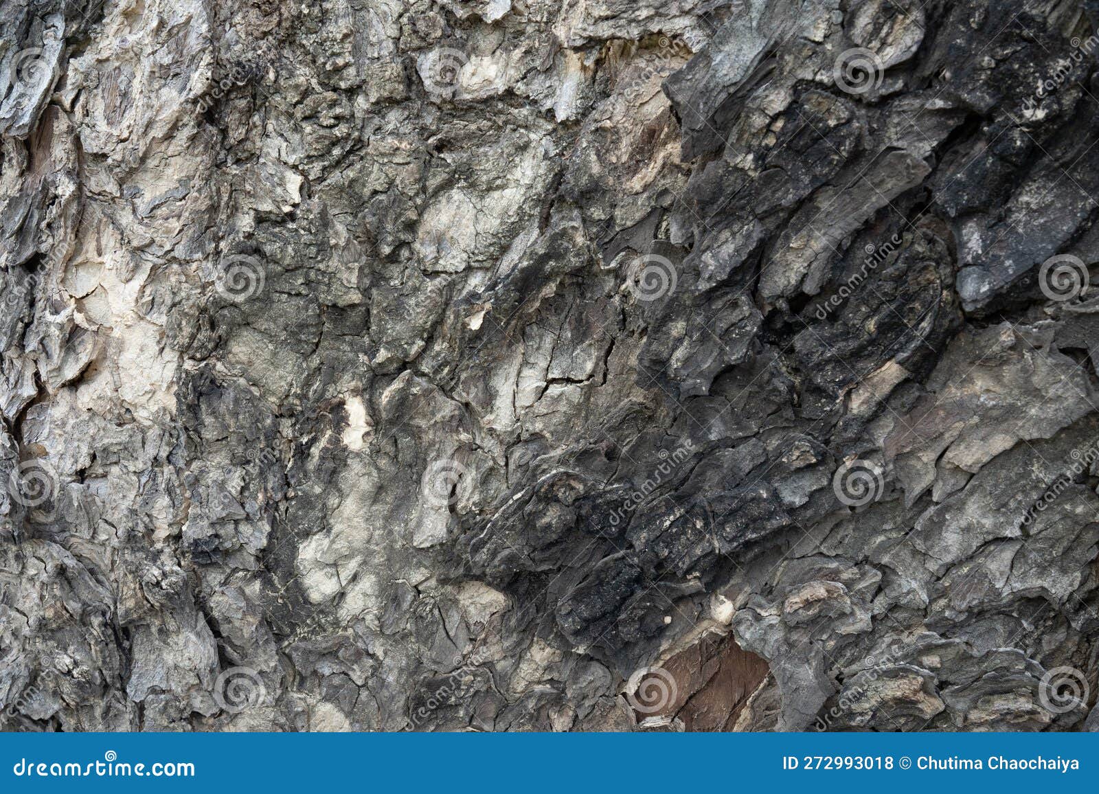 Dry Tree Bark Texture and Background, Nature Concept Stock Photo ...