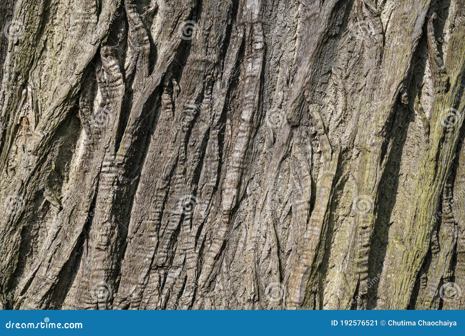 Dry Tree Bark Texture and Background Stock Image - Image of skin, bark ...