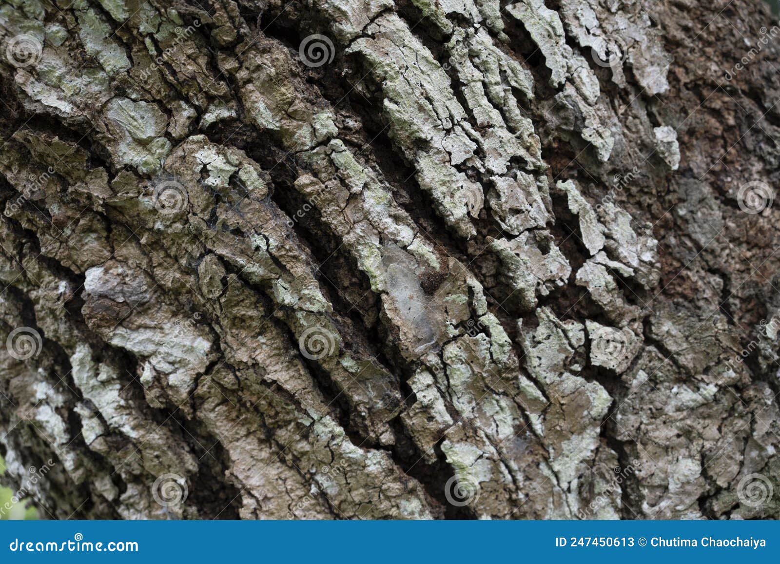 Dry Tree Bark Texture and Background, Nature Concept Stock Image ...