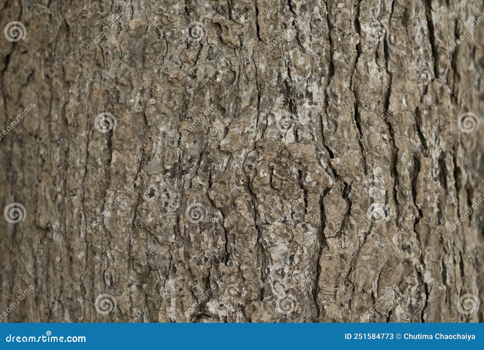 Dry Tree Bark Texture and Background, Nature Concept Stock Image ...