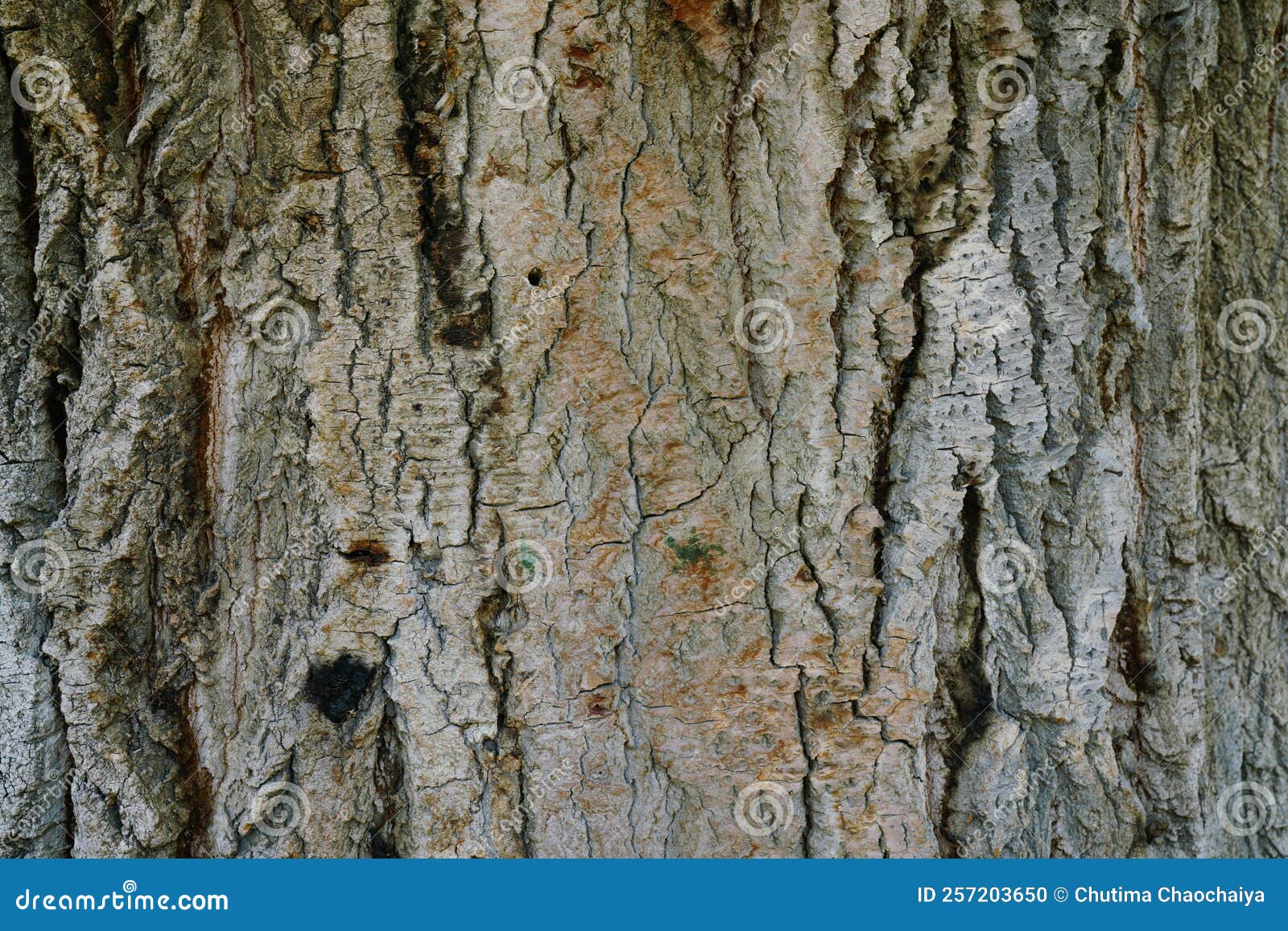 Dry Tree Bark Texture and Background, Nature Concept Stock Photo ...