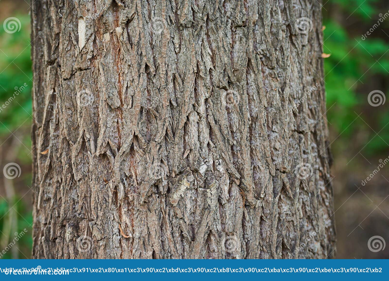 Rough bark of the tree stock image. Image of industry - 188357753