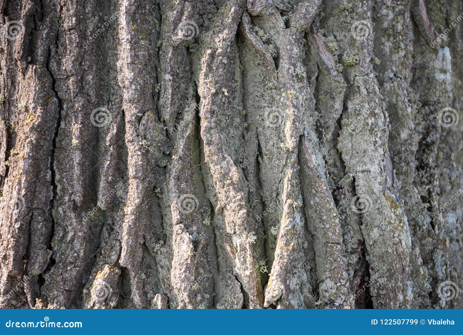 Dry Tree Bark Texture Background Stock Image - Image of line, abstract ...