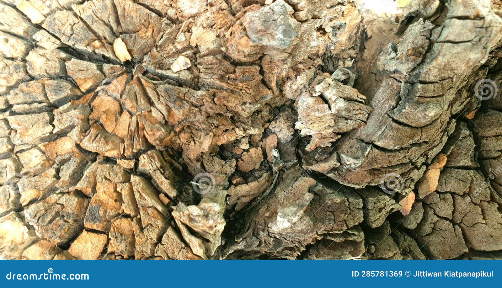 Dry Tree Bark Texture stock image. Image of seamless - 285781369