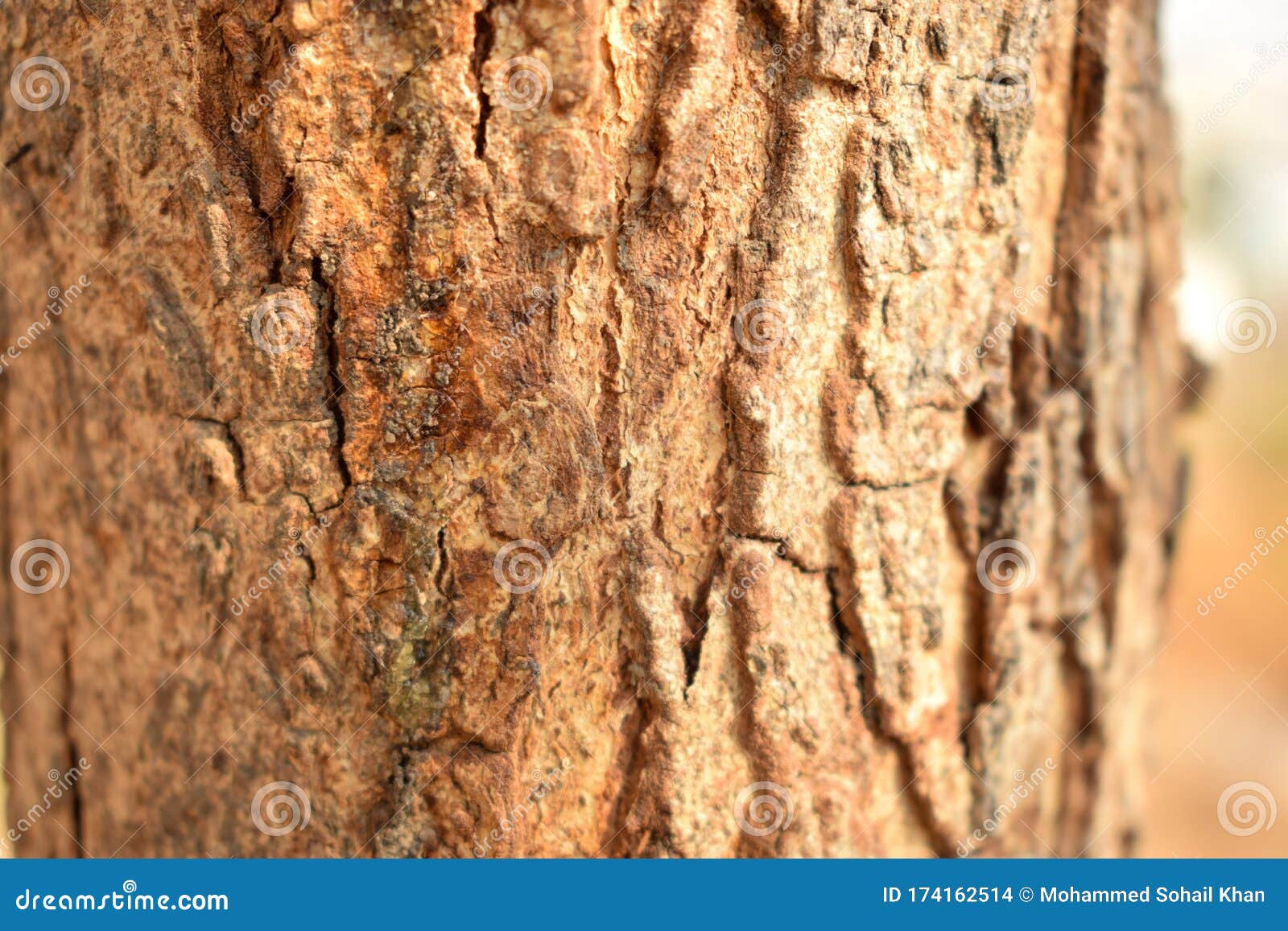 Dry Tree Bark Texture Close Up Background Stock Photography Image Stock ...