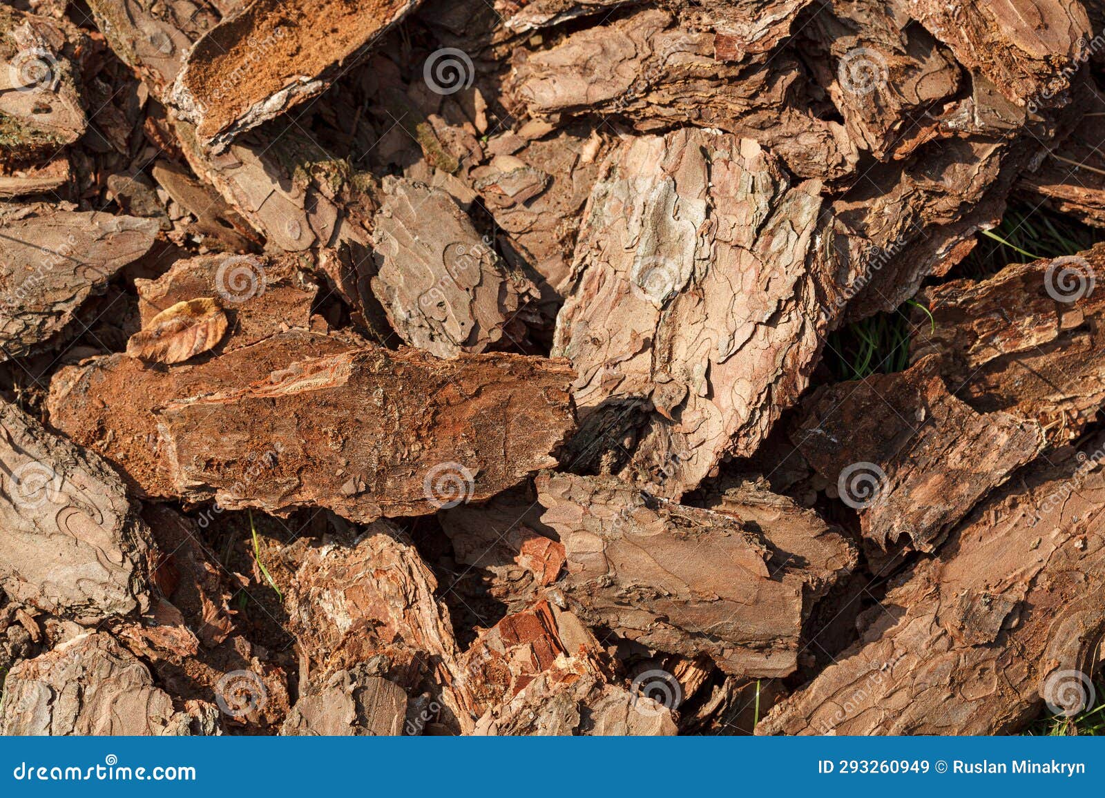 Dry tree bark texture stock image. Image of environment - 293260949
