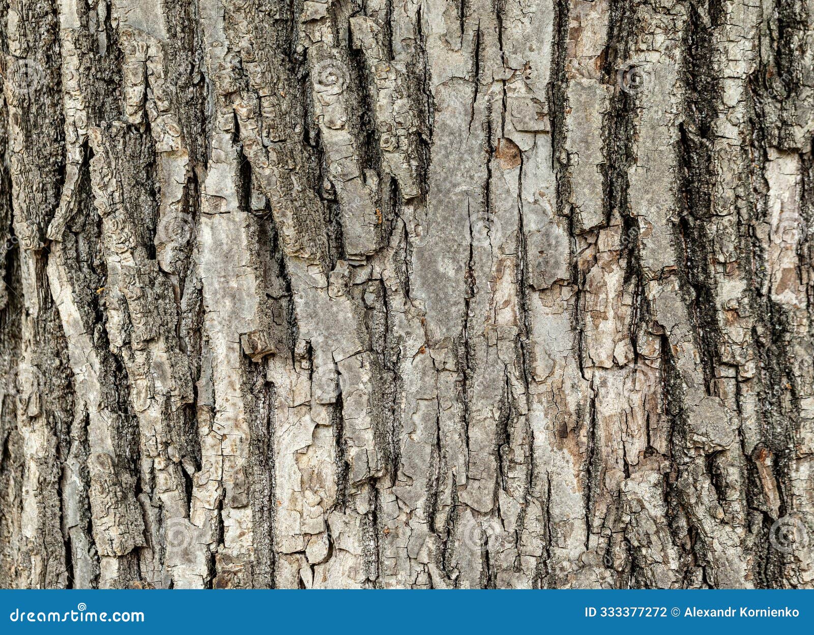 Dry tree bark texture stock photo. Image of backdrop - 333377272