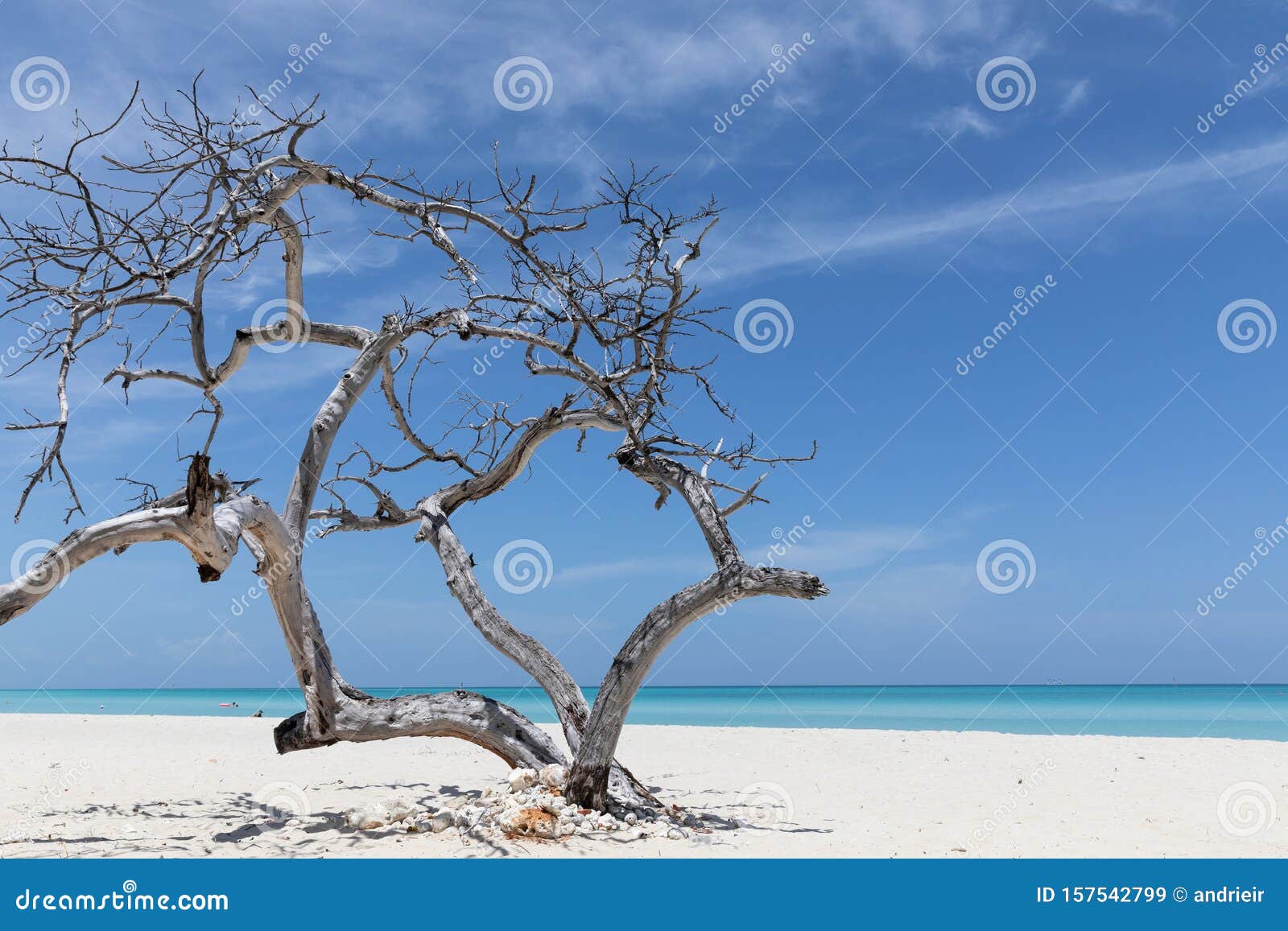 Dry Tree on the Beach in Cuba. Card Stock Image - Image of summer, view ...