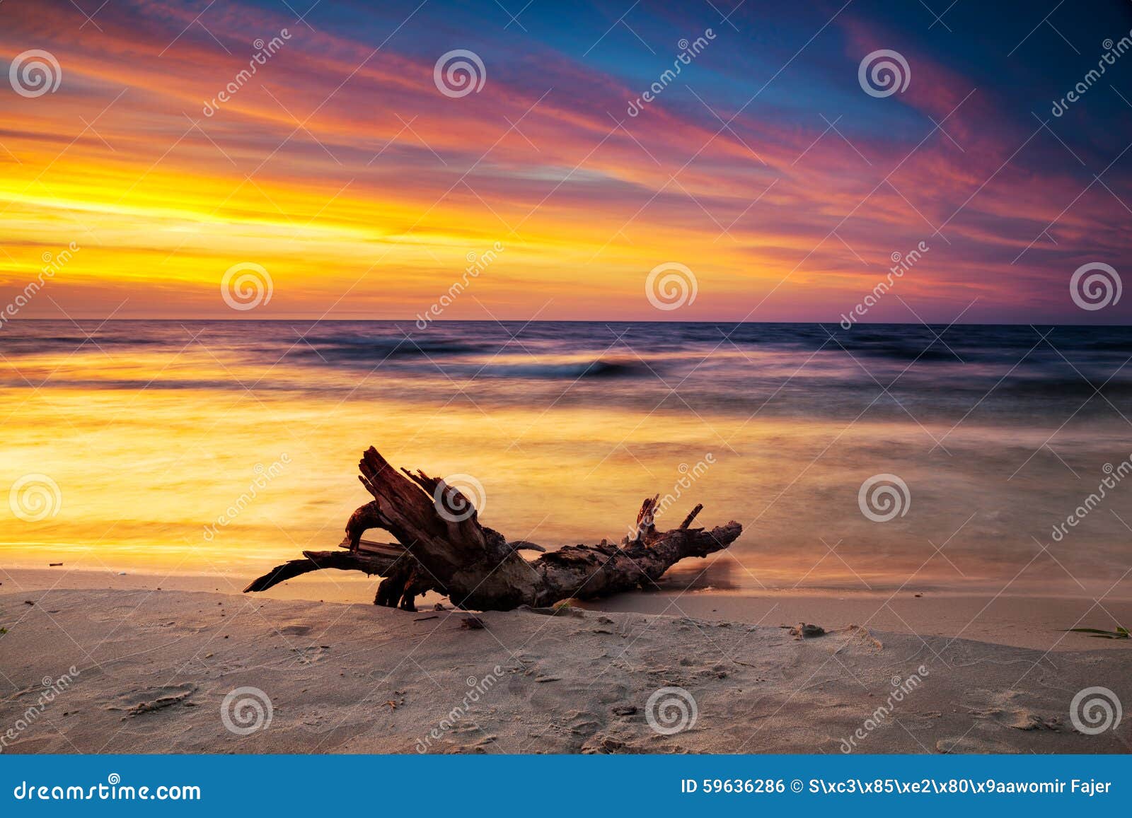 Dry Tree on the Beach at Sunset Over Sea Stock Photo - Image of dawn ...