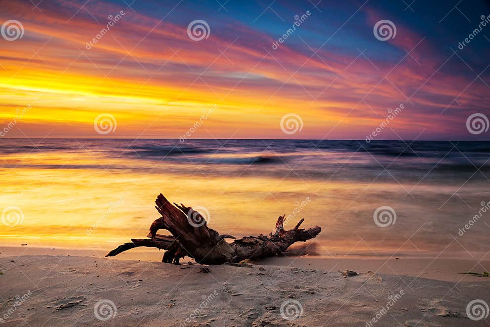 Dry Tree on the Beach at Sunset Over Sea Stock Photo - Image of dawn ...