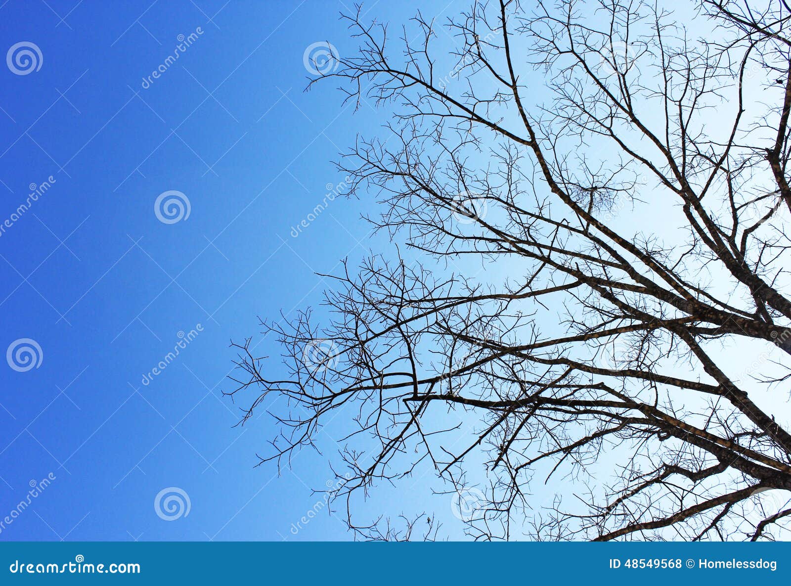 Dry Tree and Blue Sky Background Stock Photo - Image of awesome ...