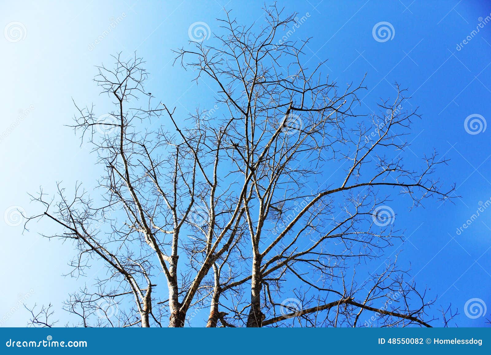 Dry Tree and Blue Sky Background Stock Photo - Image of branches ...