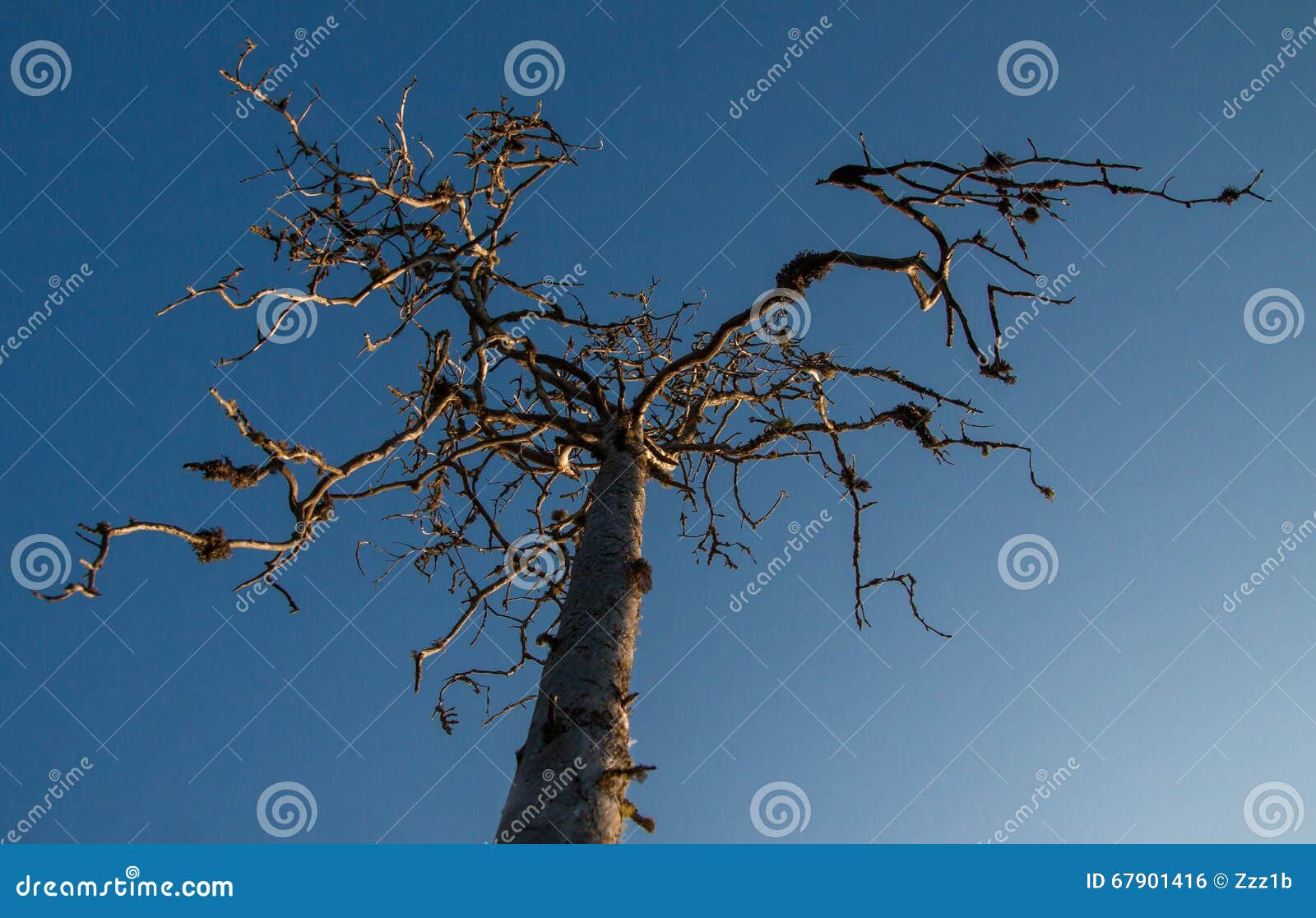 Dry Tree on Blue Sky Background Stock Photo - Image of branch, tree ...