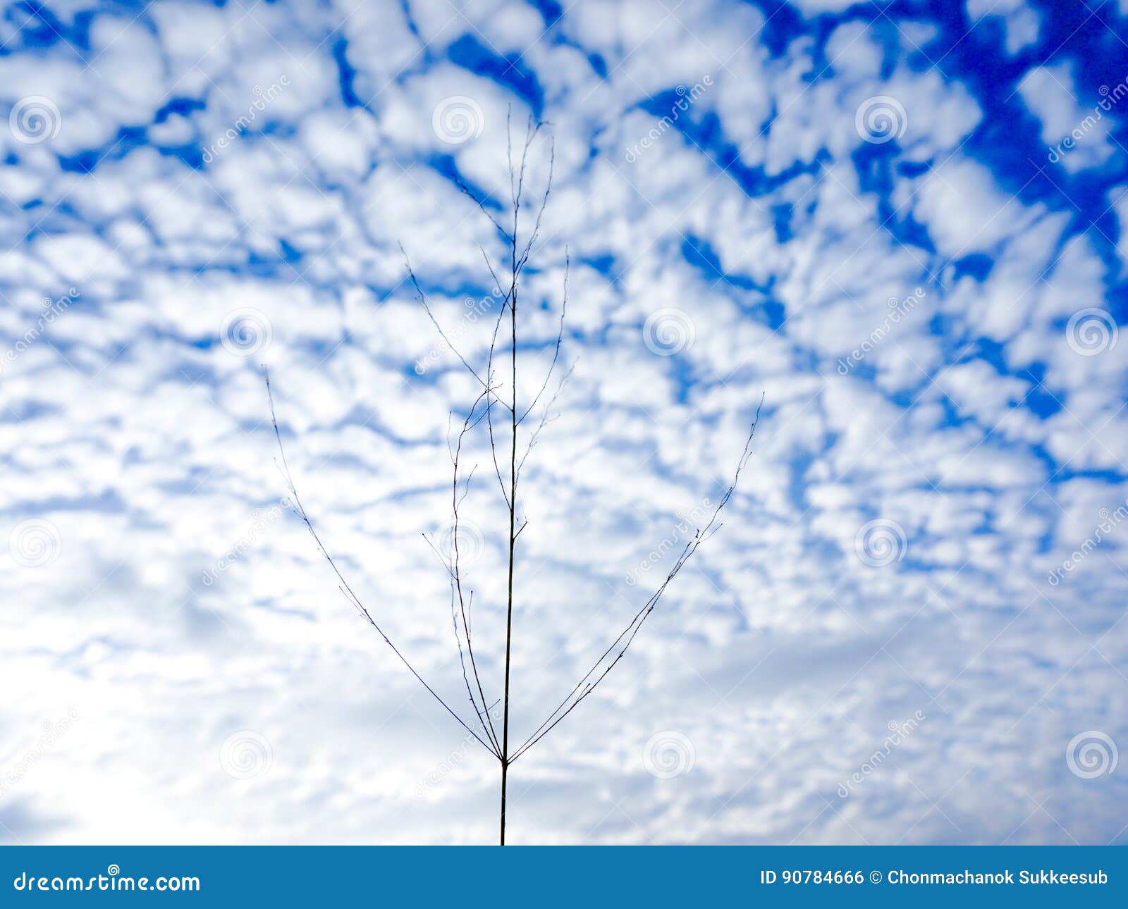 Dry Tree on Blue Sky and Cloud Nature Sky Background. Stock Photo ...