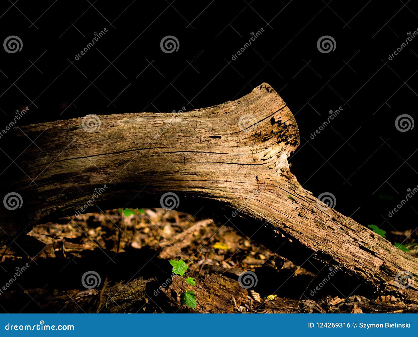 Dry Tree Bough on a Dark Background Stock Photo - Image of natural ...