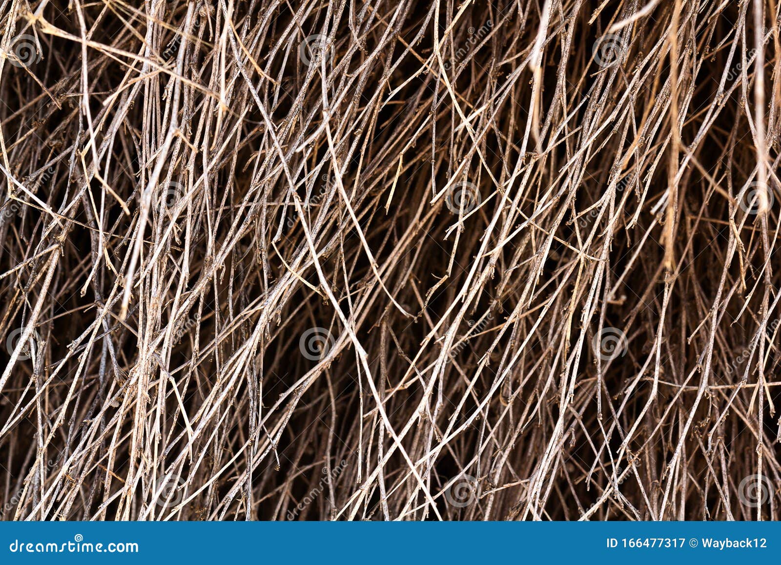 Dry Tree Branch Abstract Background Stock Image - Image of texture ...