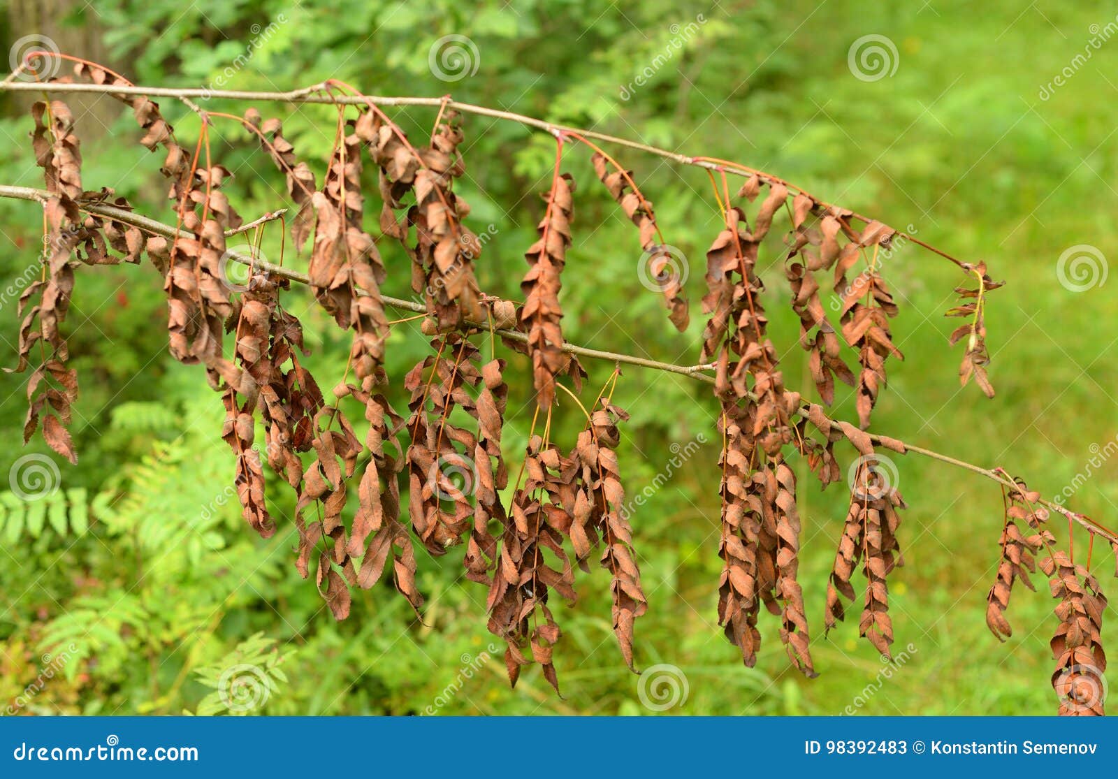 Dry tree branch. stock image. Image of ecology, beauty - 98392483