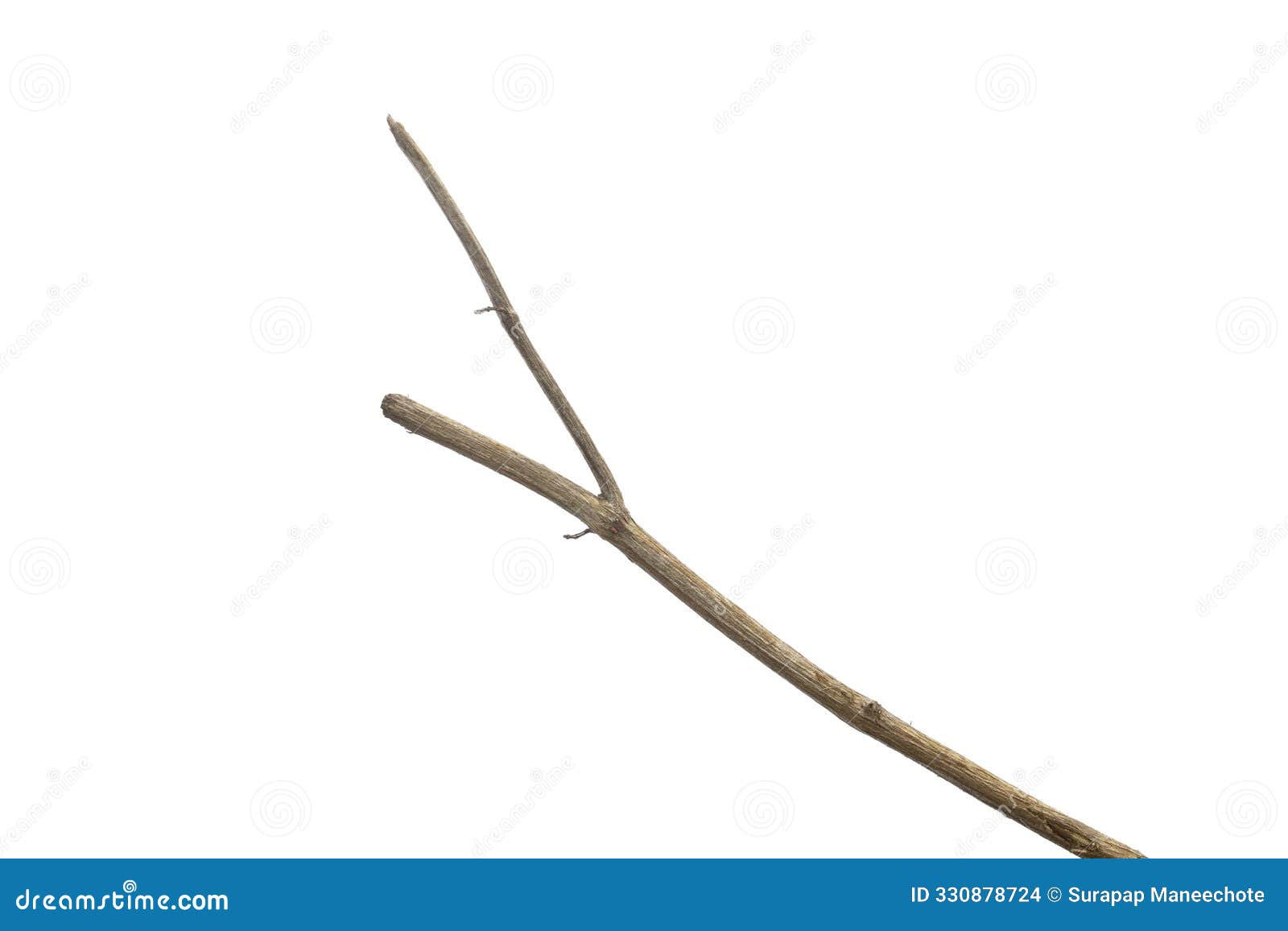 Dry Tree Branch, Dry Branches with Cracked Dark Bark Isolated on White ...