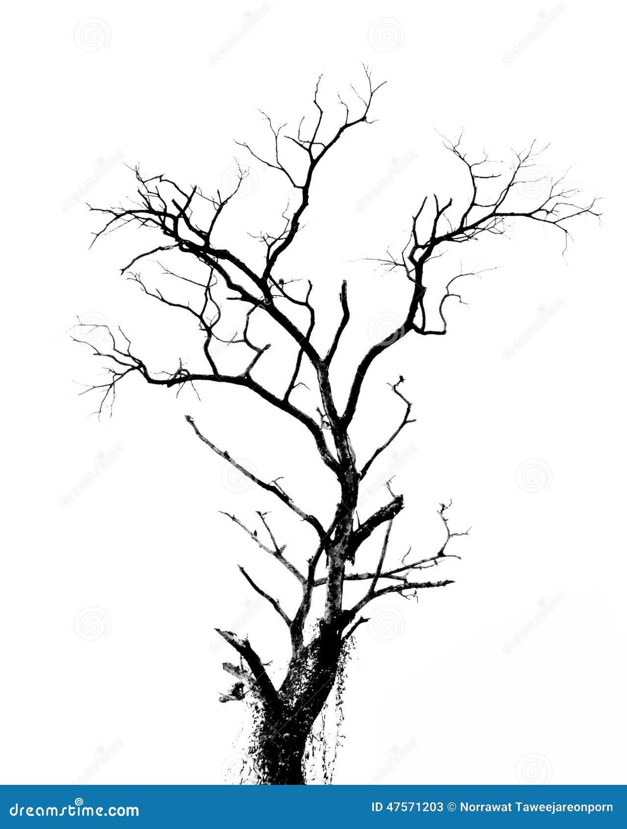 Dry tree stock image. Image of abstract, cycle, environment - 47571203
