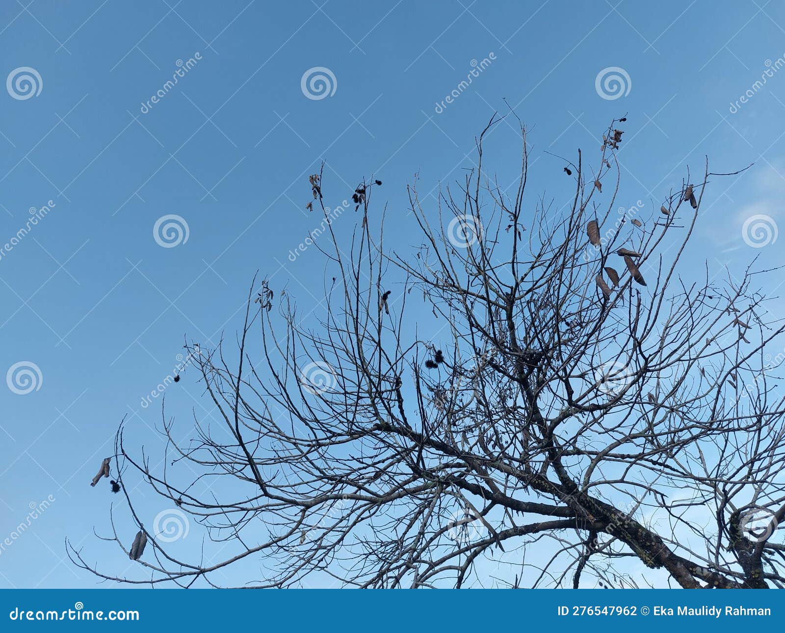 Dry Tree Branch, Dead Tree in Park Stock Photo - Image of dead, park ...
