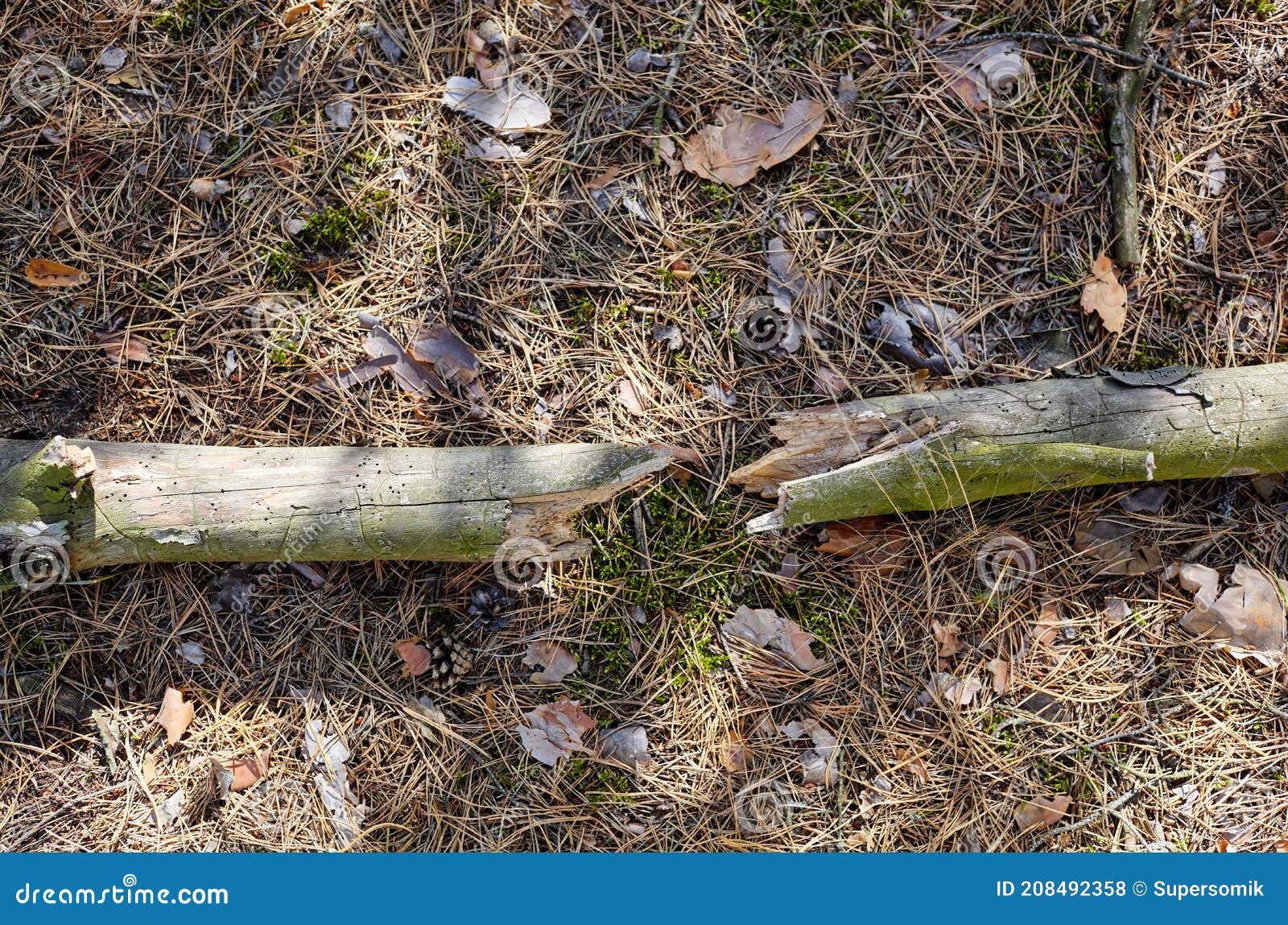 Dry Tree Branch on the Ground in Conifer Forest Stock Photo - Image of ...