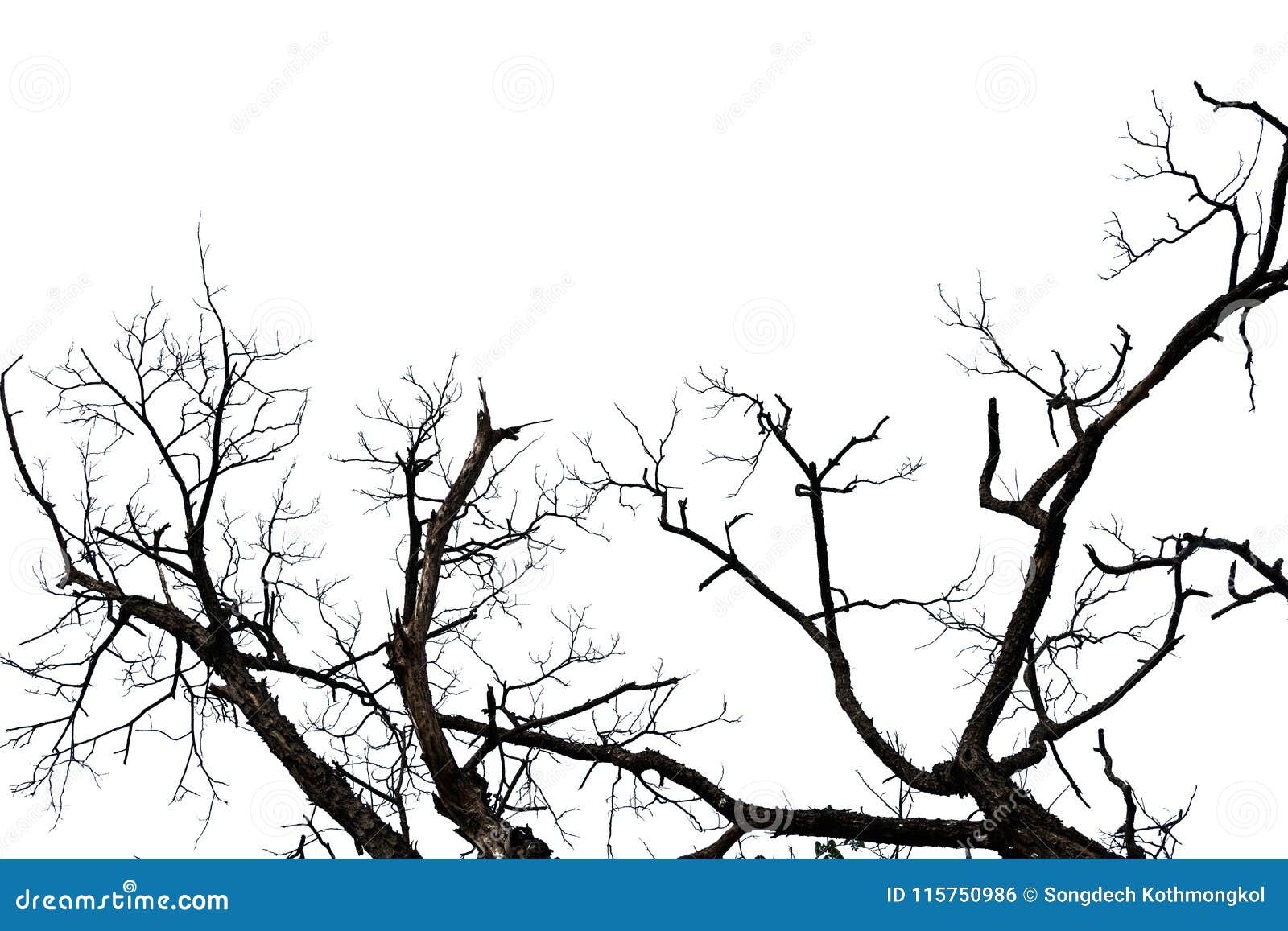 Dry tree branch isolated stock photo. Image of design - 115750986 Dry tree branch isolated stock photo. Image of design - 115750986