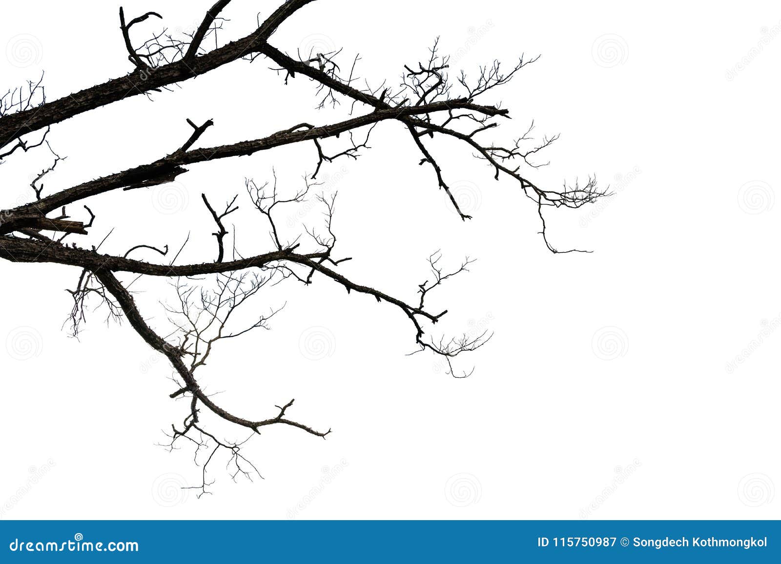 Dry tree branch isolated stock image. Image of nature - 115750987 Dry tree branch isolated stock image. Image of nature - 115750987