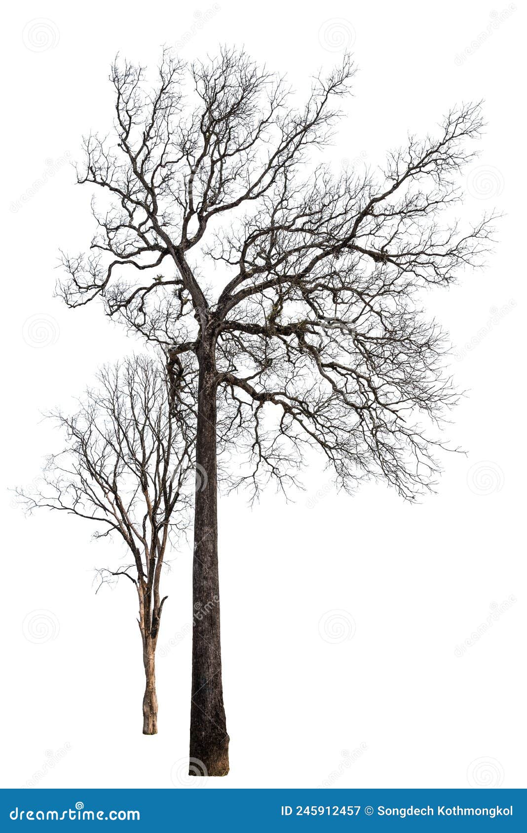 Dry tree branch isolated stock image. Image of plant - 245912457 Dry tree branch isolated stock image. Image of plant - 245912457