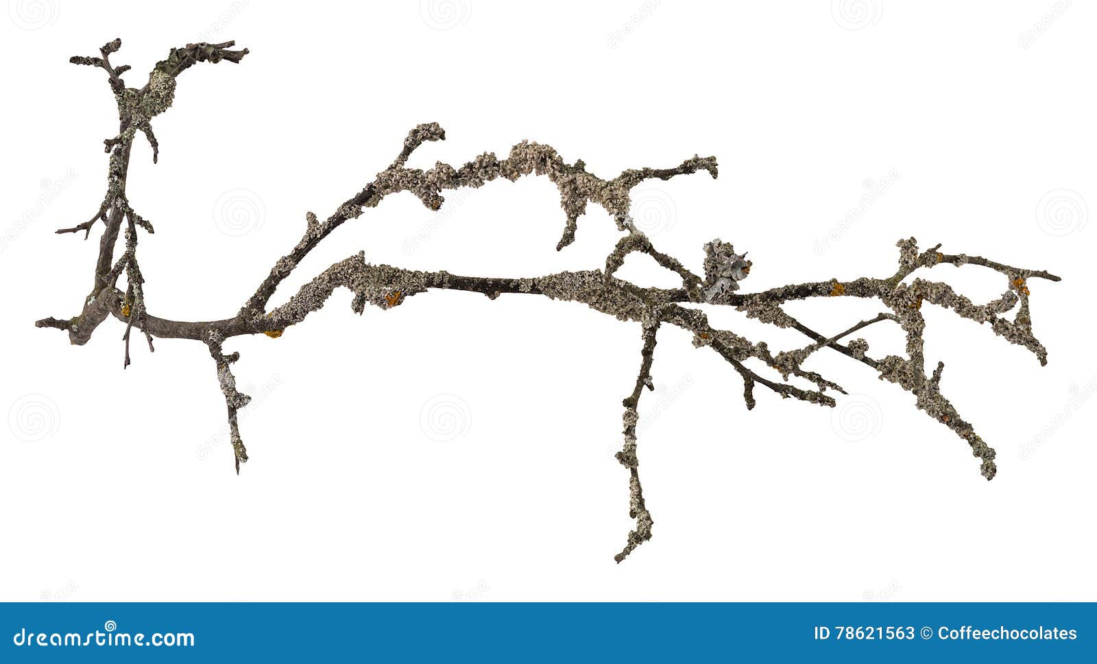 Dry tree branch isolated stock image. Image of wooden - 78621563