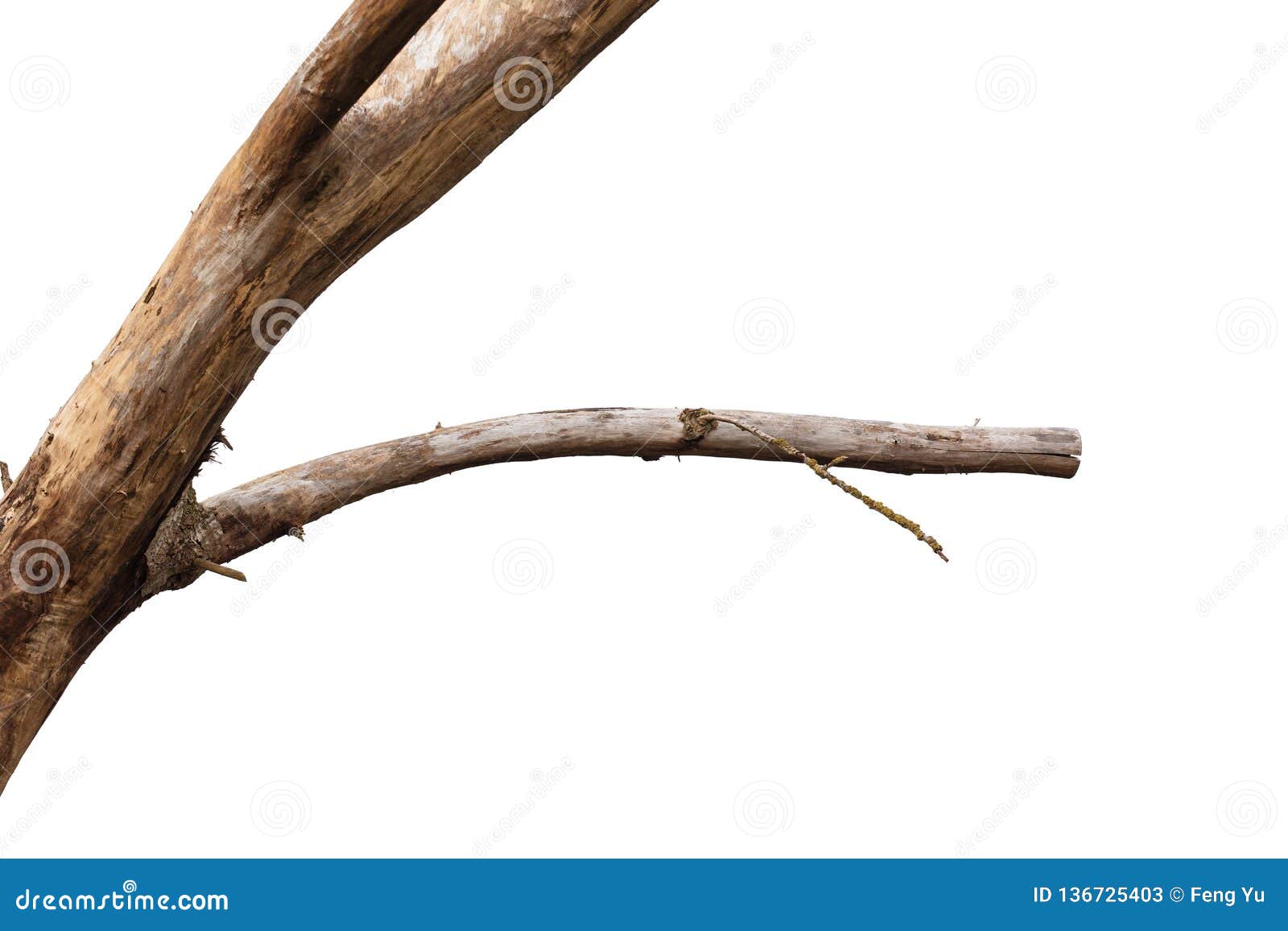 Dry tree branch stock image. Image of white, curve, element - 136725403