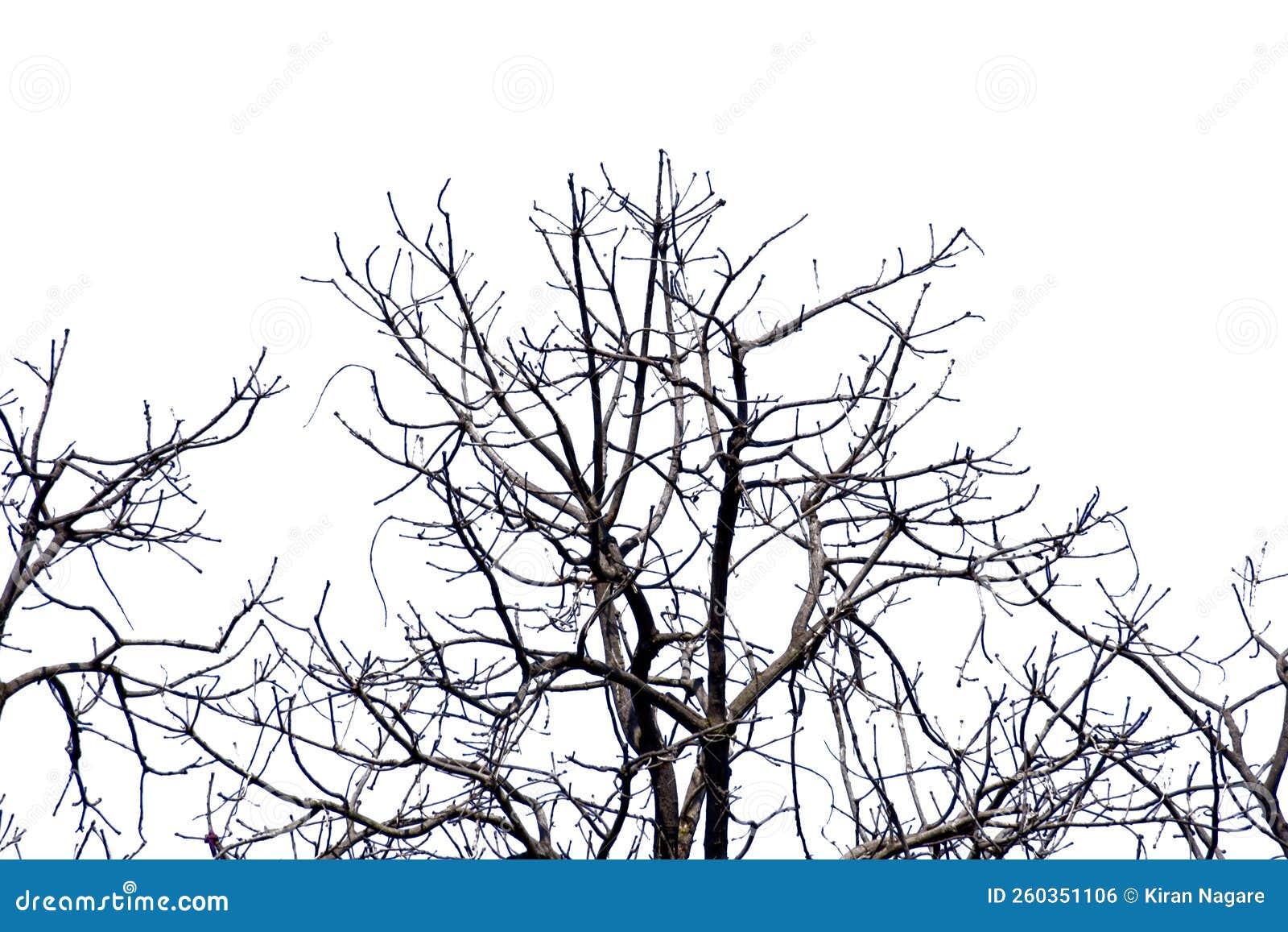 A dry tree branch stock photo. Image of leafless, bark - 260351106