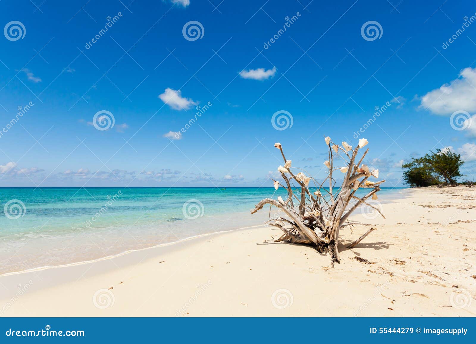 Dry Tree Branch Laying on the Beach Stock Image - Image of sand ...