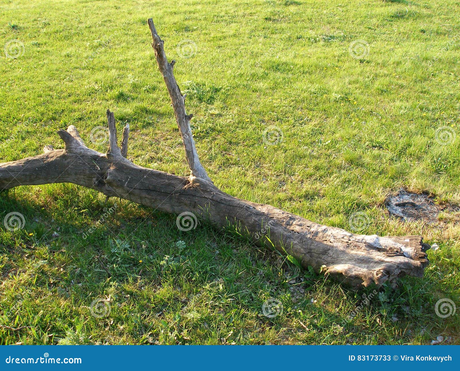 Dry tree branch stock image. Image of green, background - 83173733