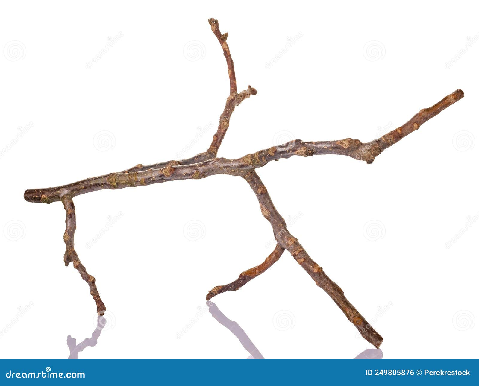Dried Tree Branch with Reflection Isolated on White Stock Photo - Image ...