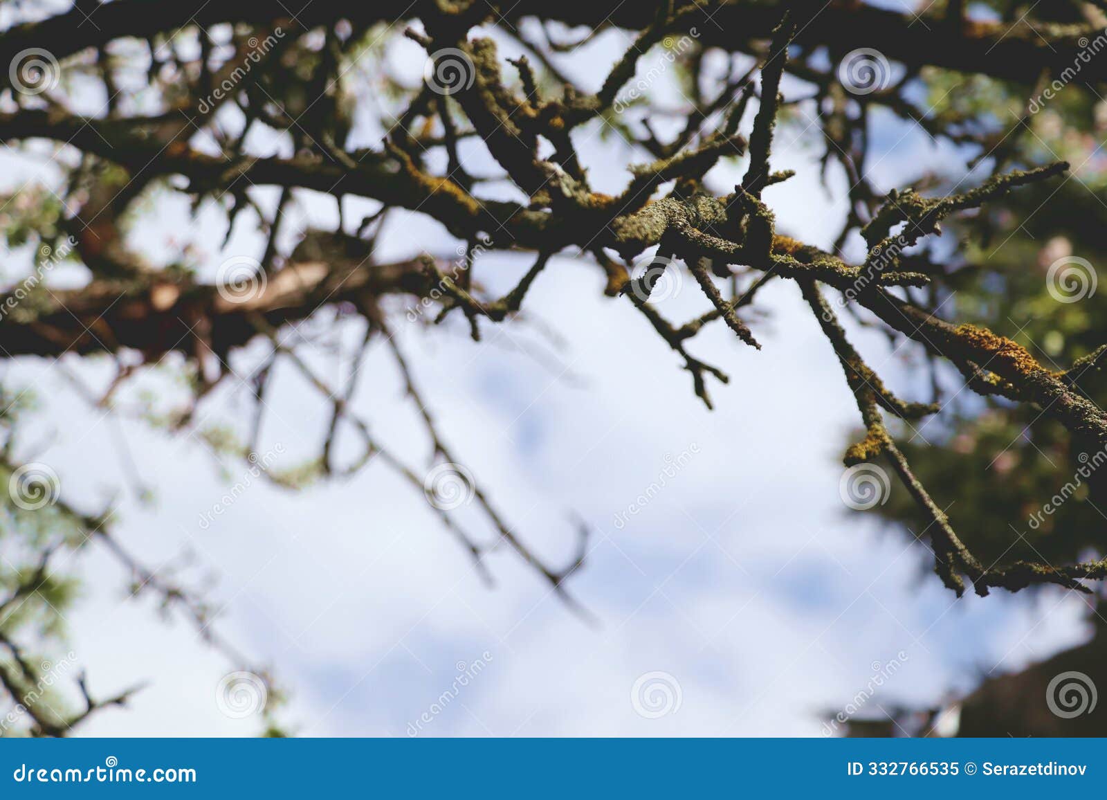 Dry Tree Branch in Springtime. Tree Branches Stock Image - Image of ...