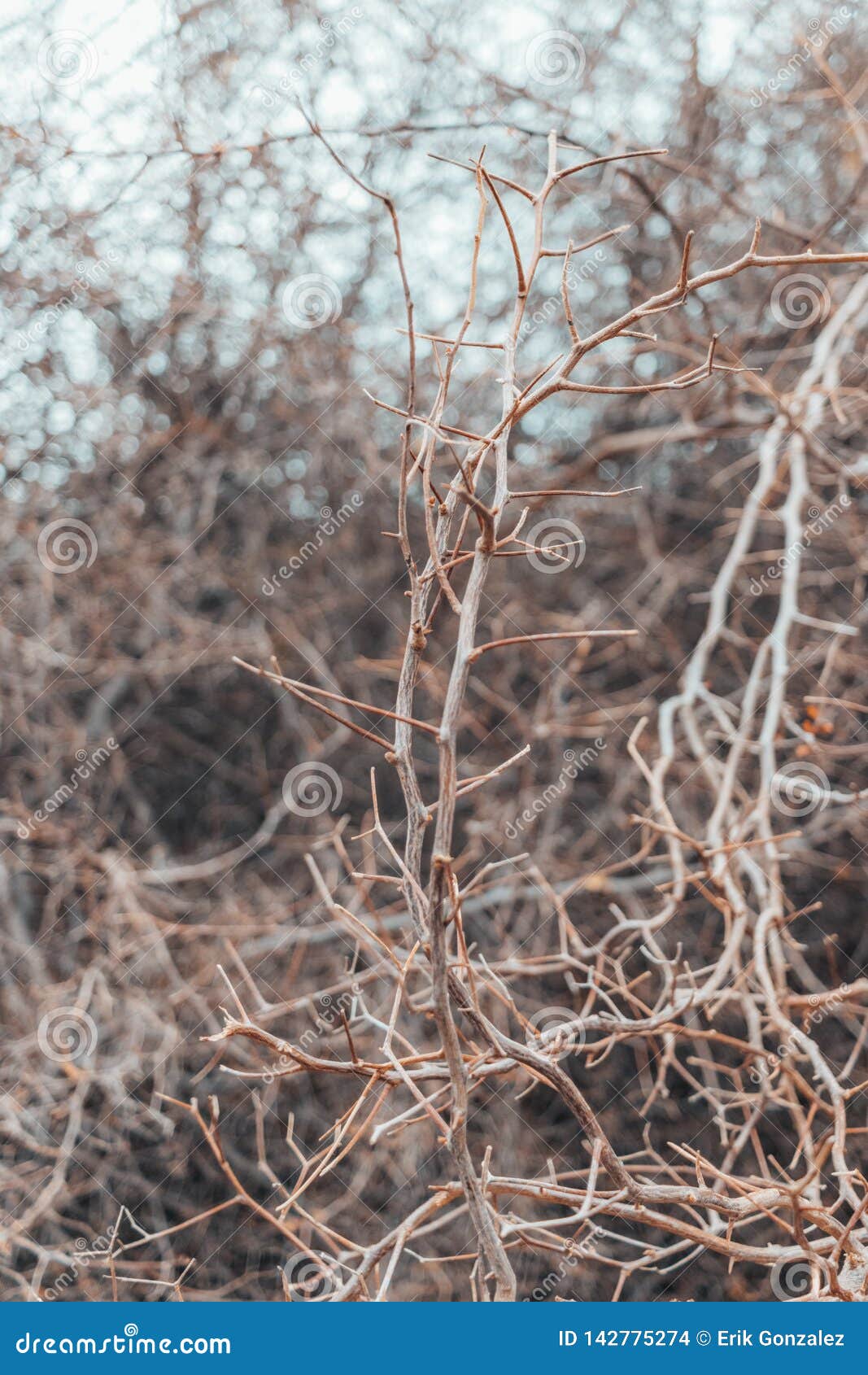 Dry tree branches stock photo. Image of forest, bark - 142775274