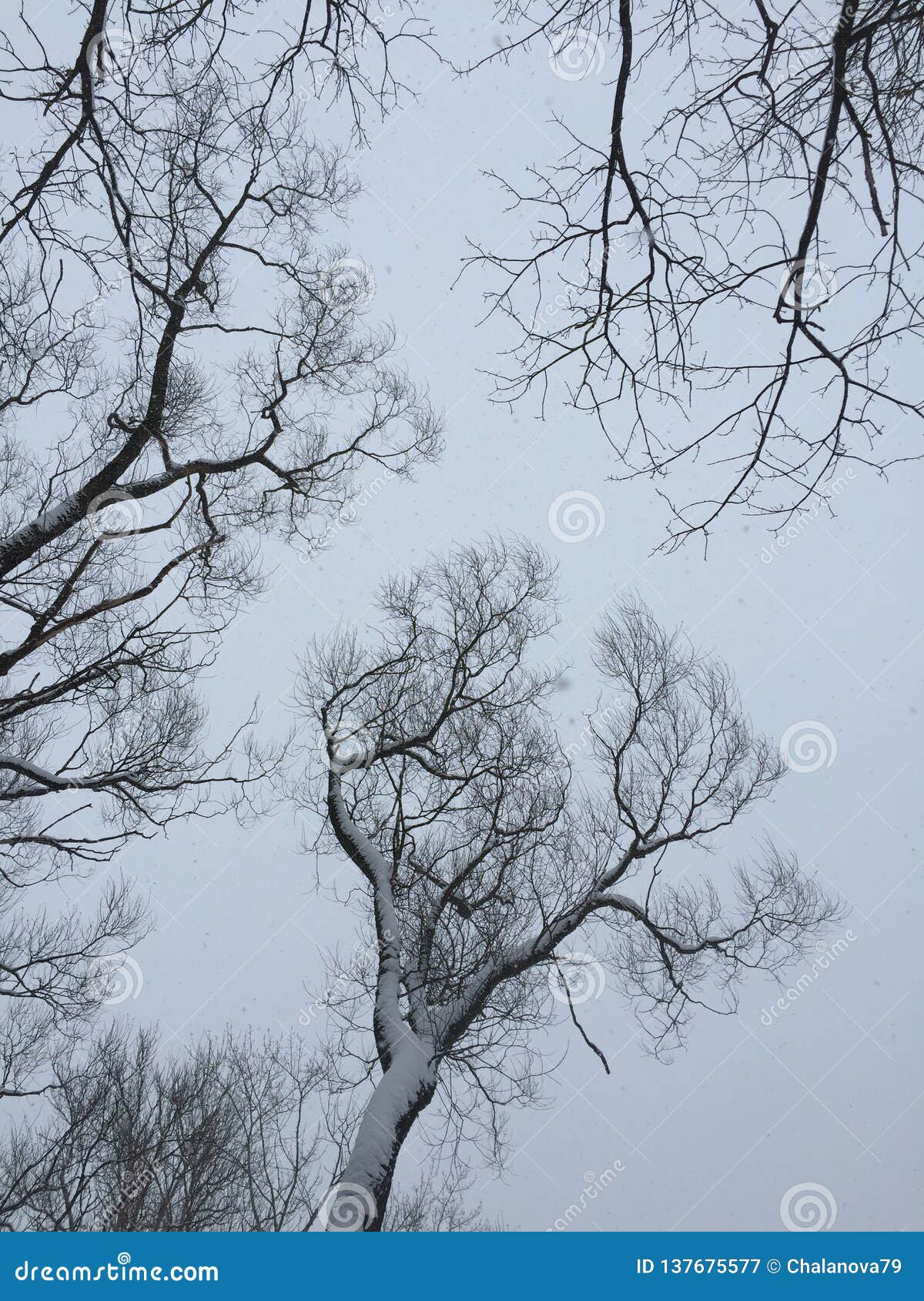 Dry Tree Branches Against Grey Winter Sky Dry Tree Branches on Sky ...