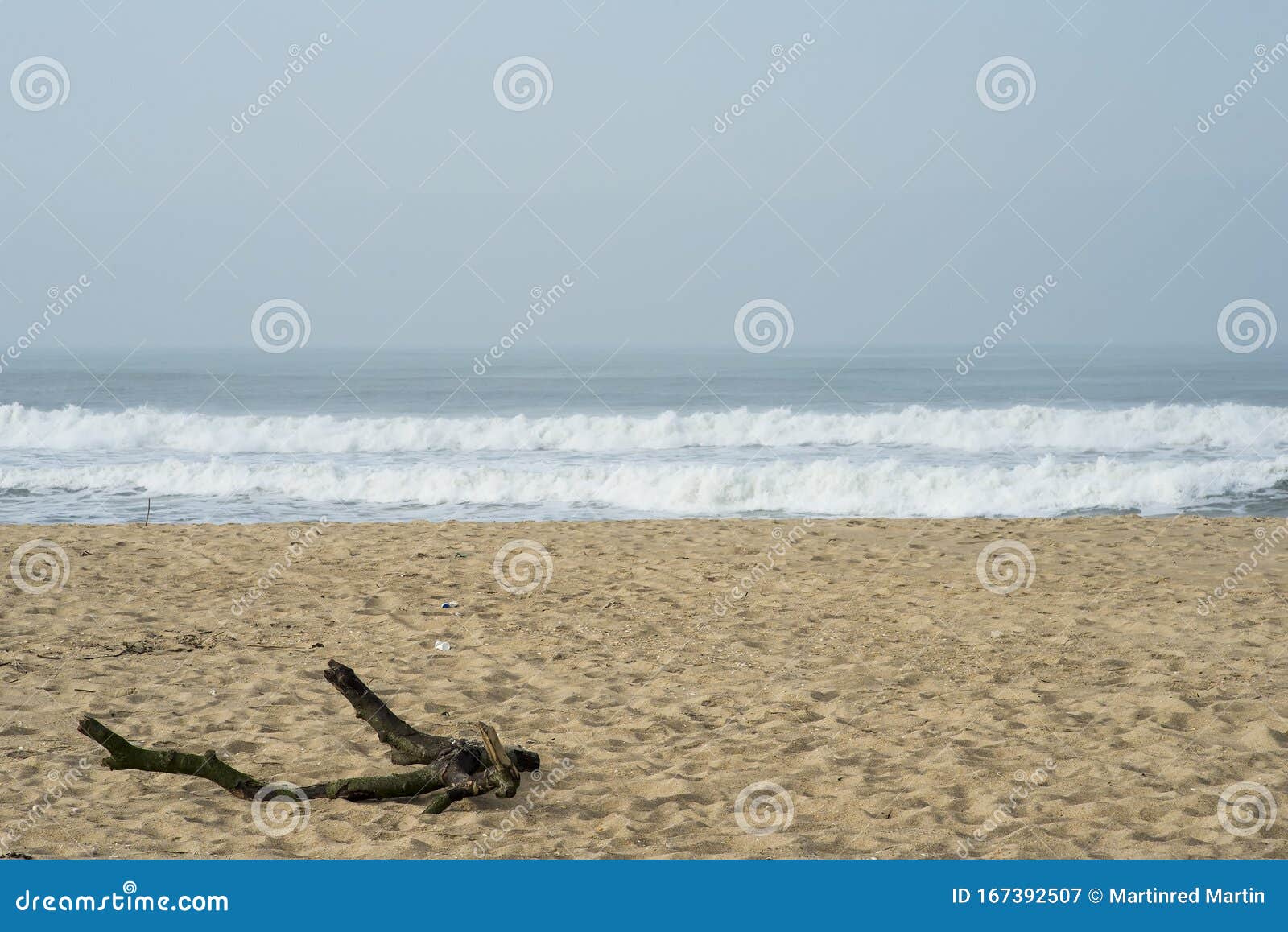 Dry Tree Branches on the Beach Sand Stock Image - Image of dune ...