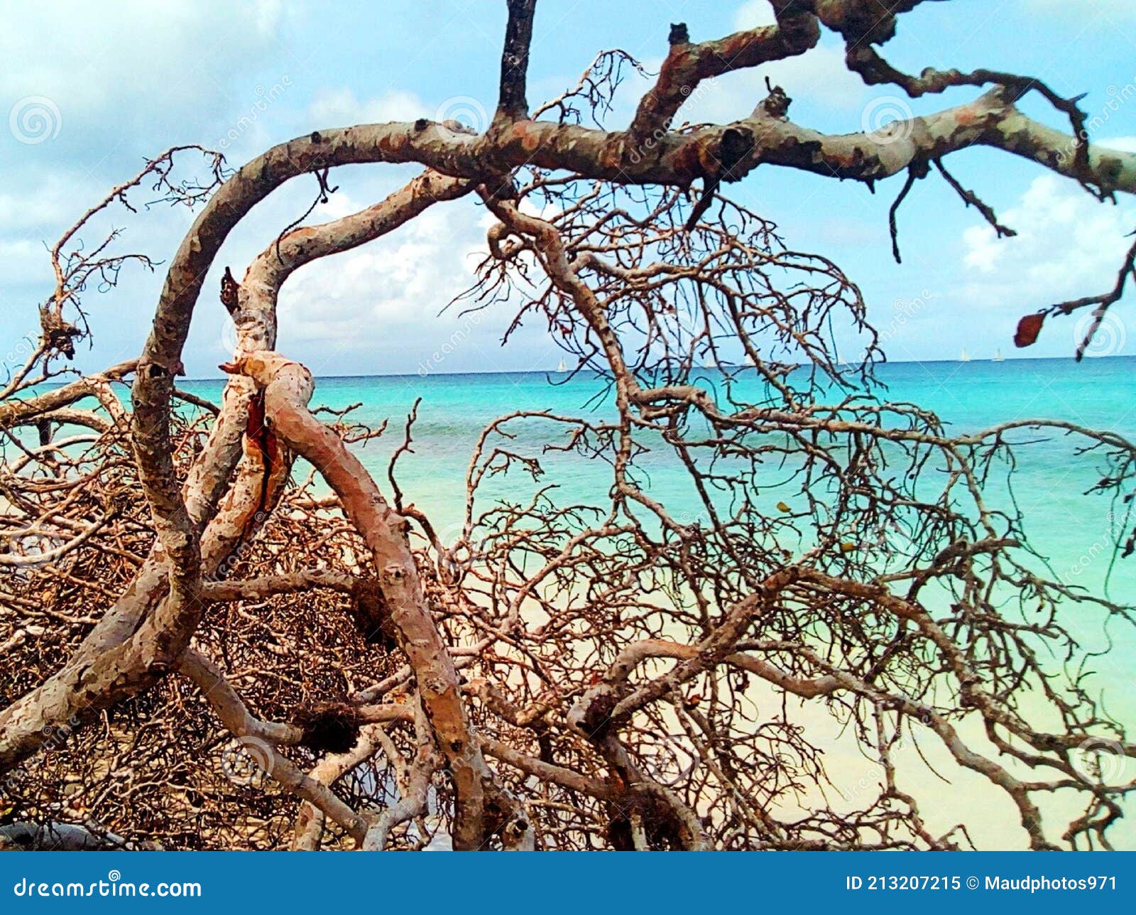 Dry Tree Branches at the Beach Stock Image - Image of branch, ocean ...