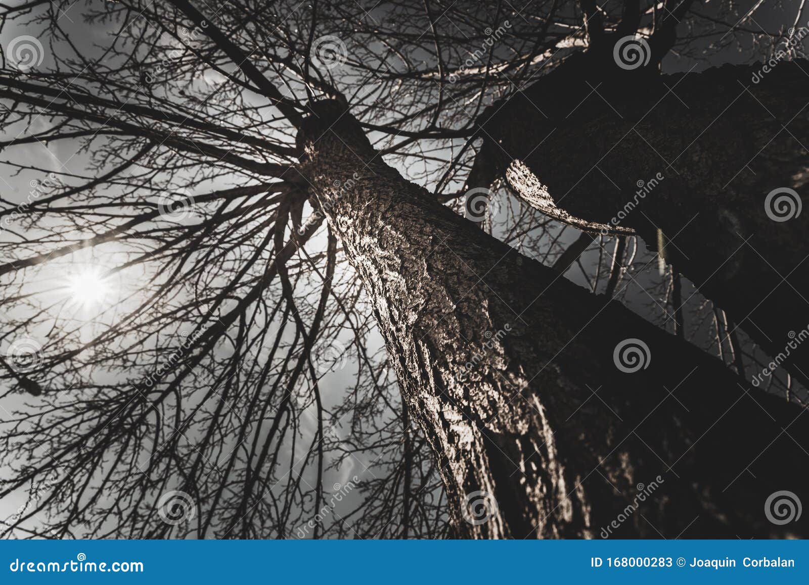 Dry Tree Branches from Below Against Blue Sky Background Stock Image ...