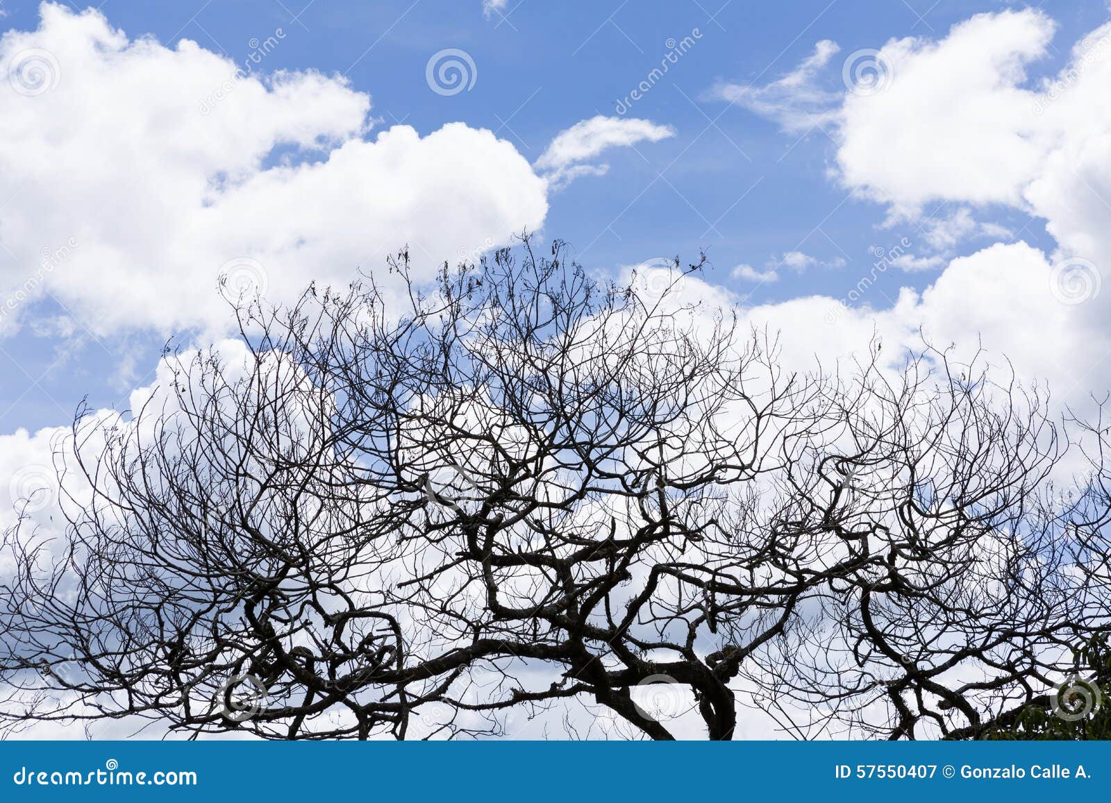 Dry Tree Branches Blue Sky Background Stock Image - Image of background ...